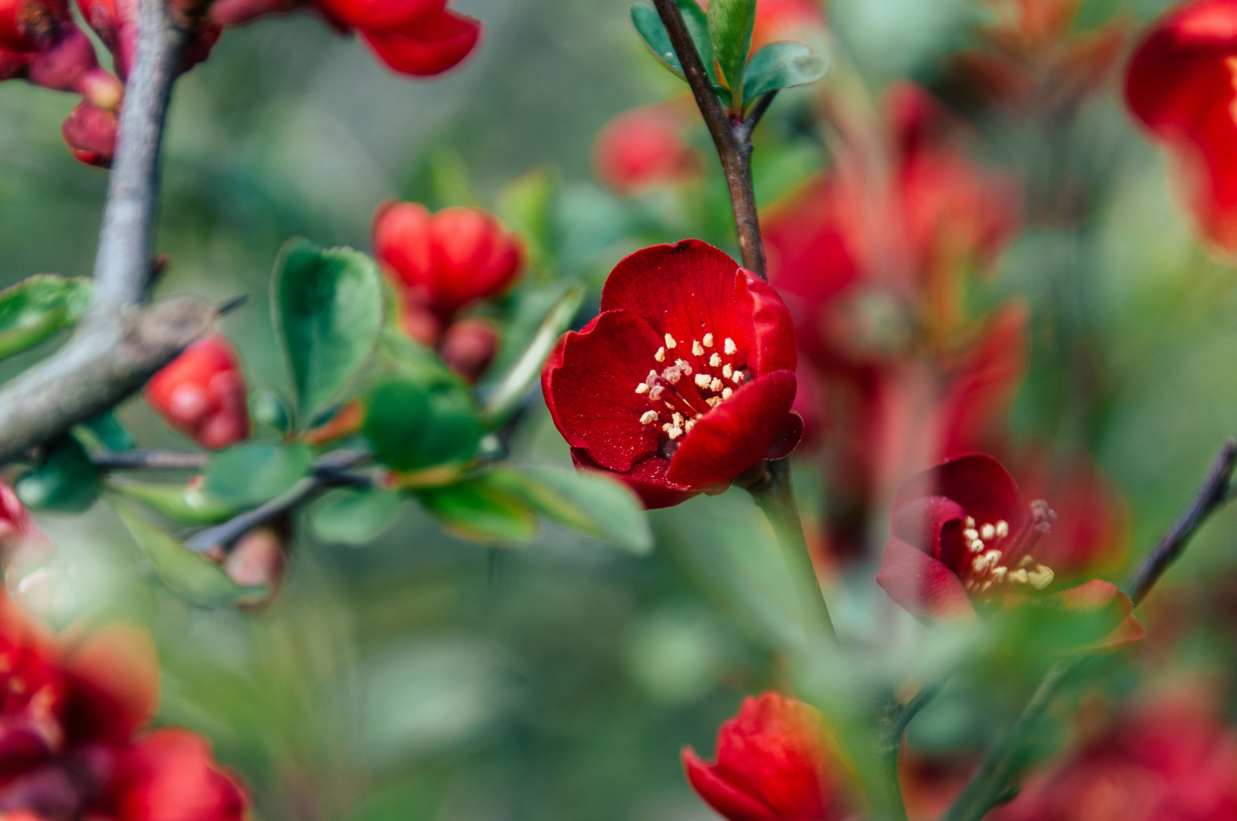 Vibrant Red Flowers in Spring Bloom · Free Stock Photo