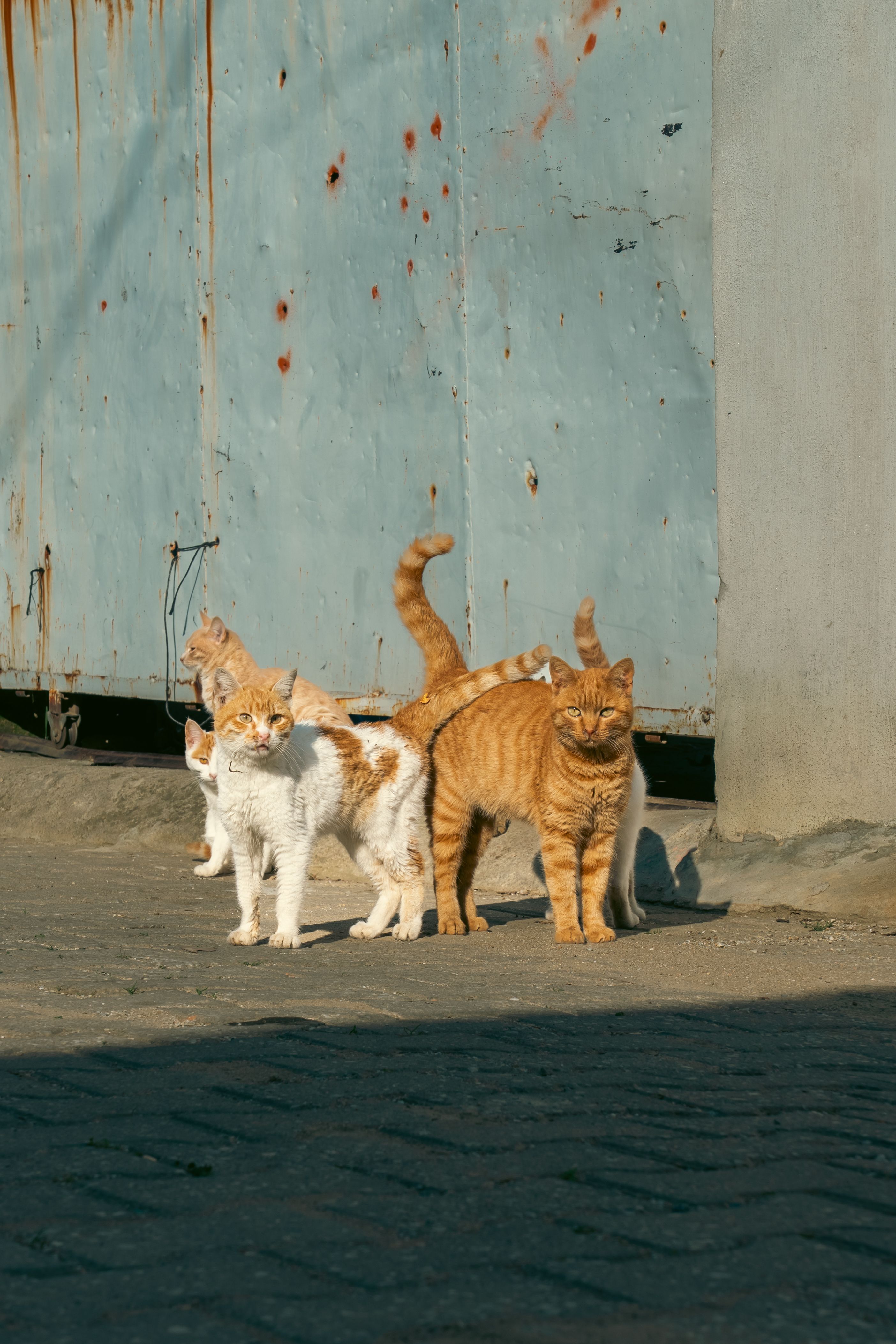 Group of Alley Cats in Urban Setting · Free Stock Photo