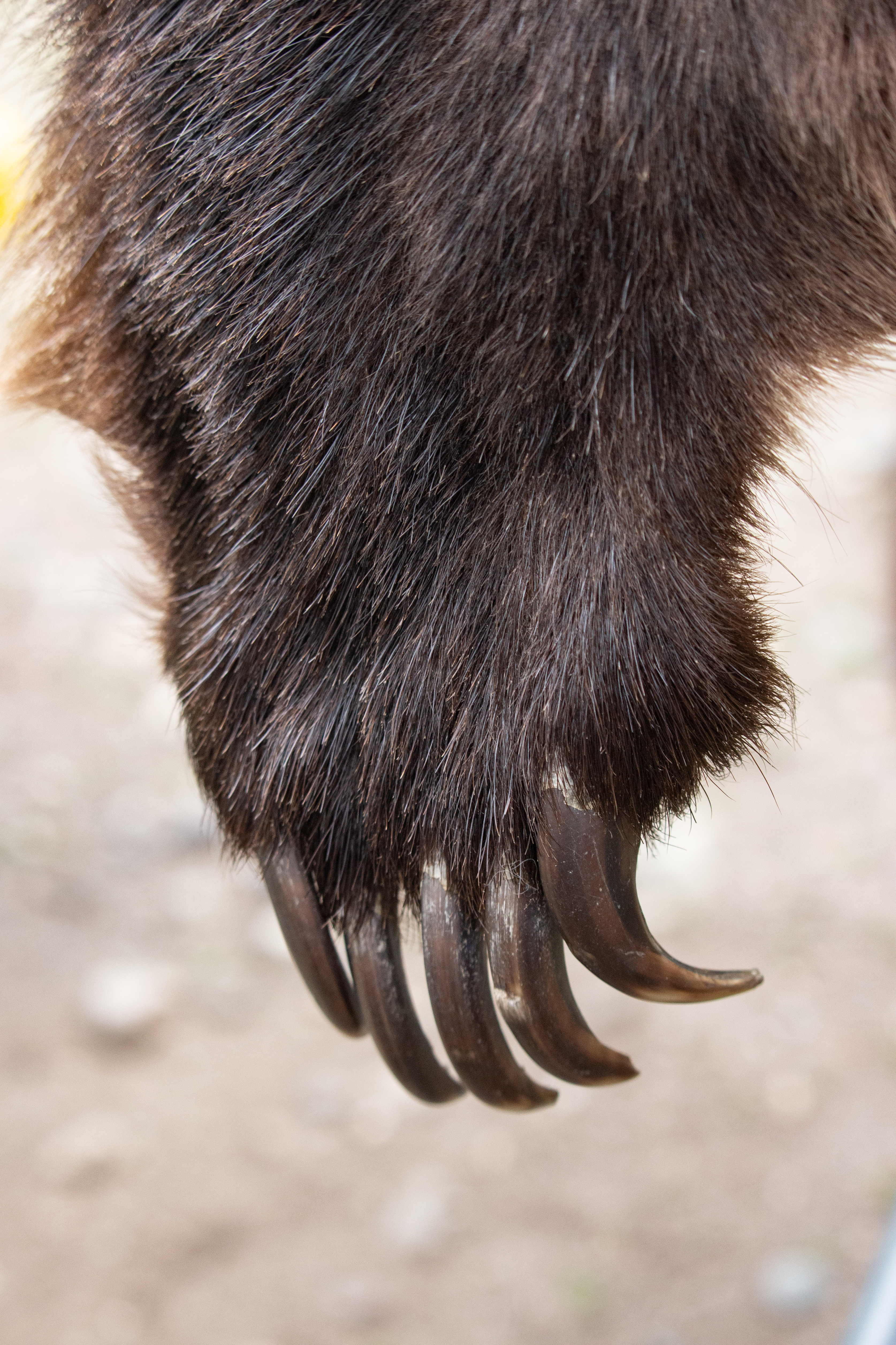Close-up of Bear Paw with Sharp Claws · Free Stock Photo