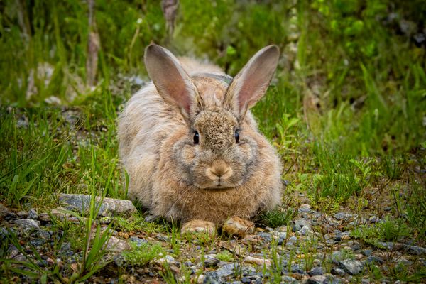 Alaska Rabbit Photos, Download The BEST Free Alaska Rabbit Stock Photos ...