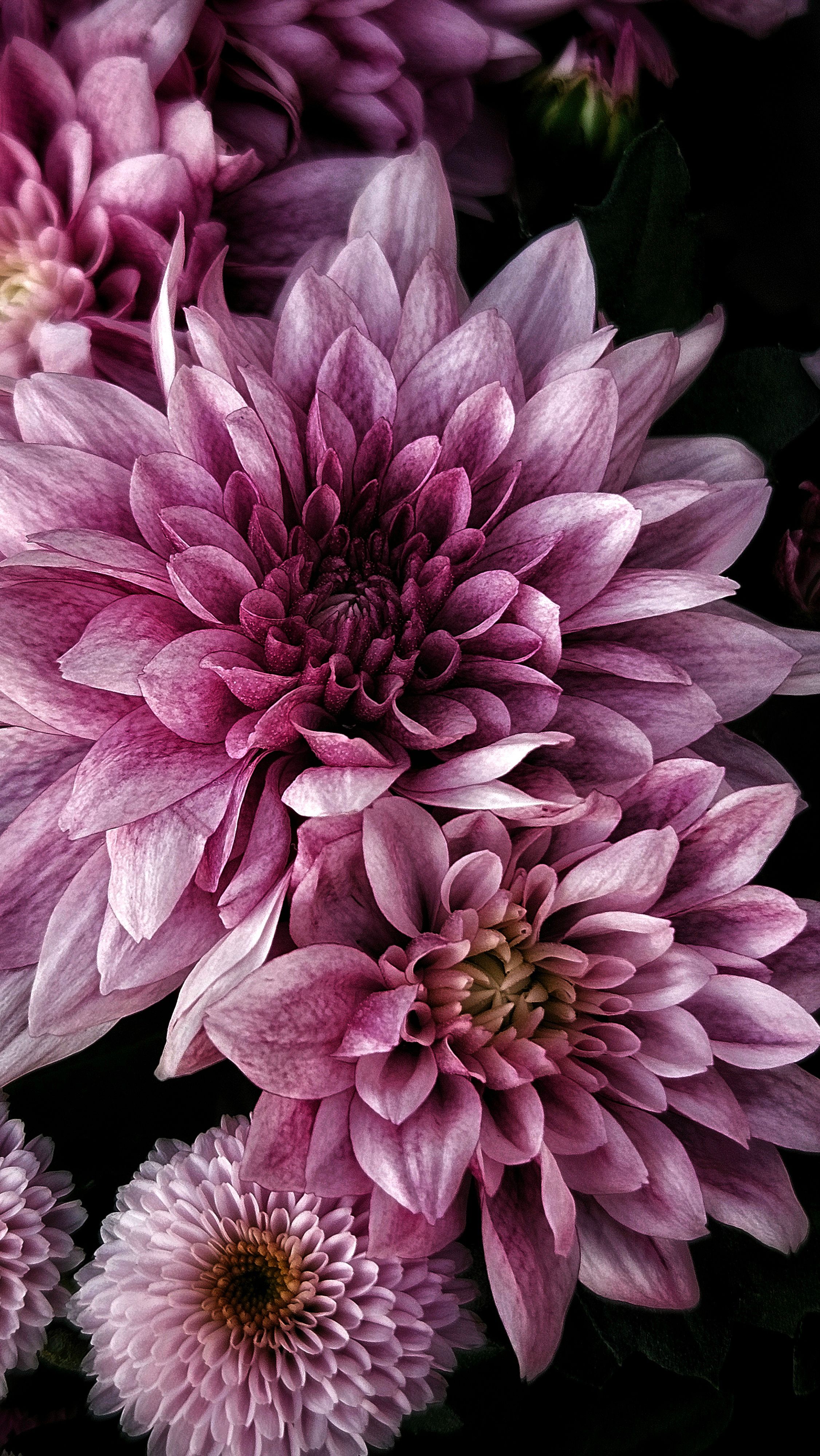 Aesthetic Flowers For Pfp Photos, Download The BEST Free Aesthetic ...