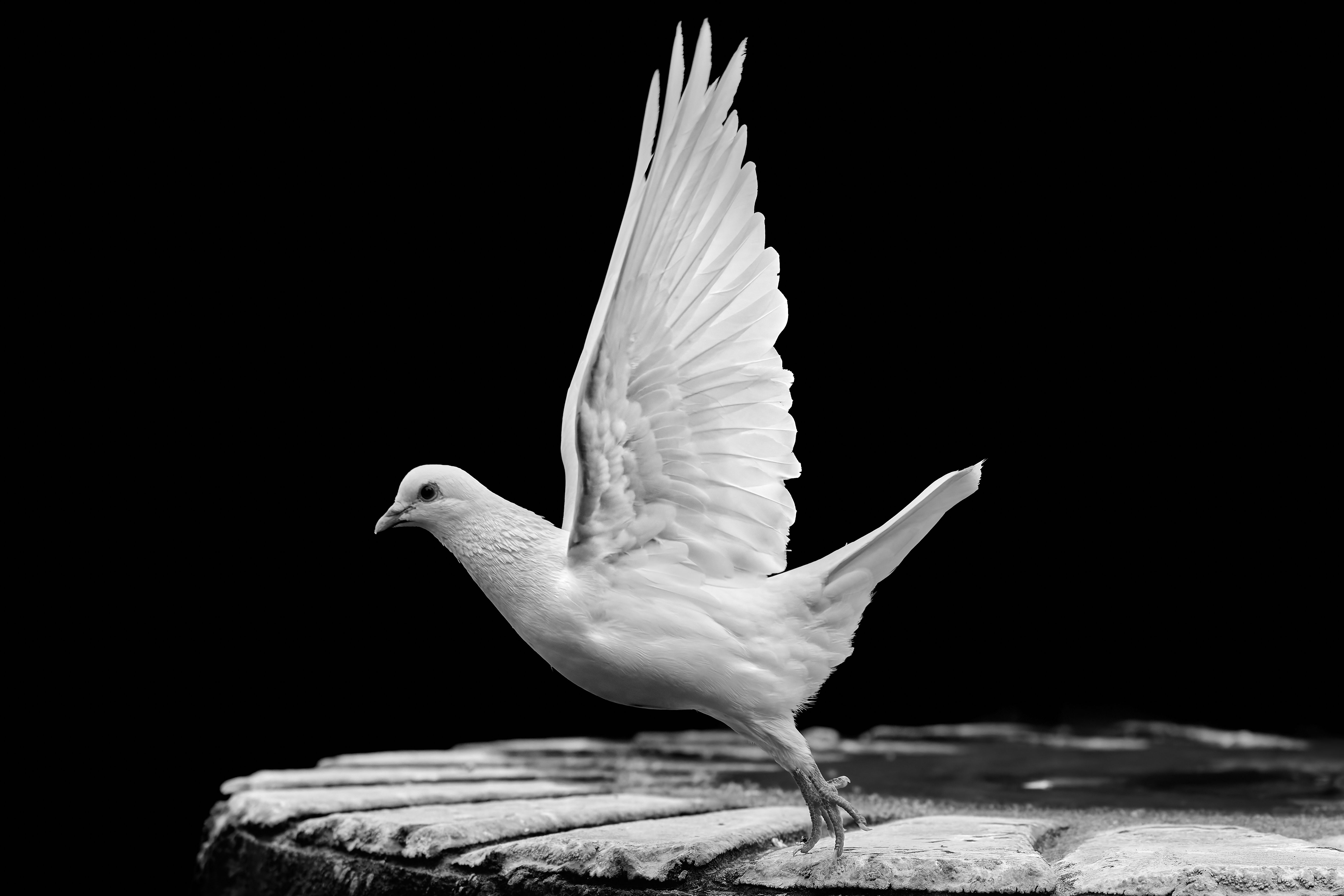 Graceful White Dove in Flight with Black Background · Free Stock Photo