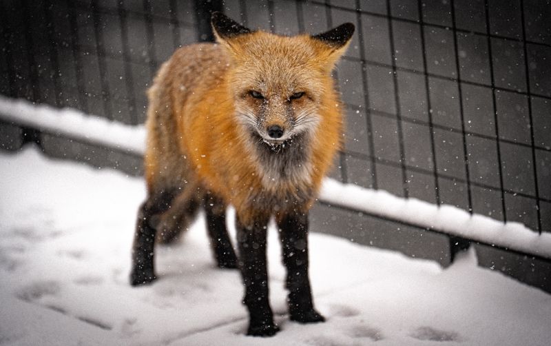 Red Fox Photos, Download The BEST Free Red Fox Stock Photos & HD Images