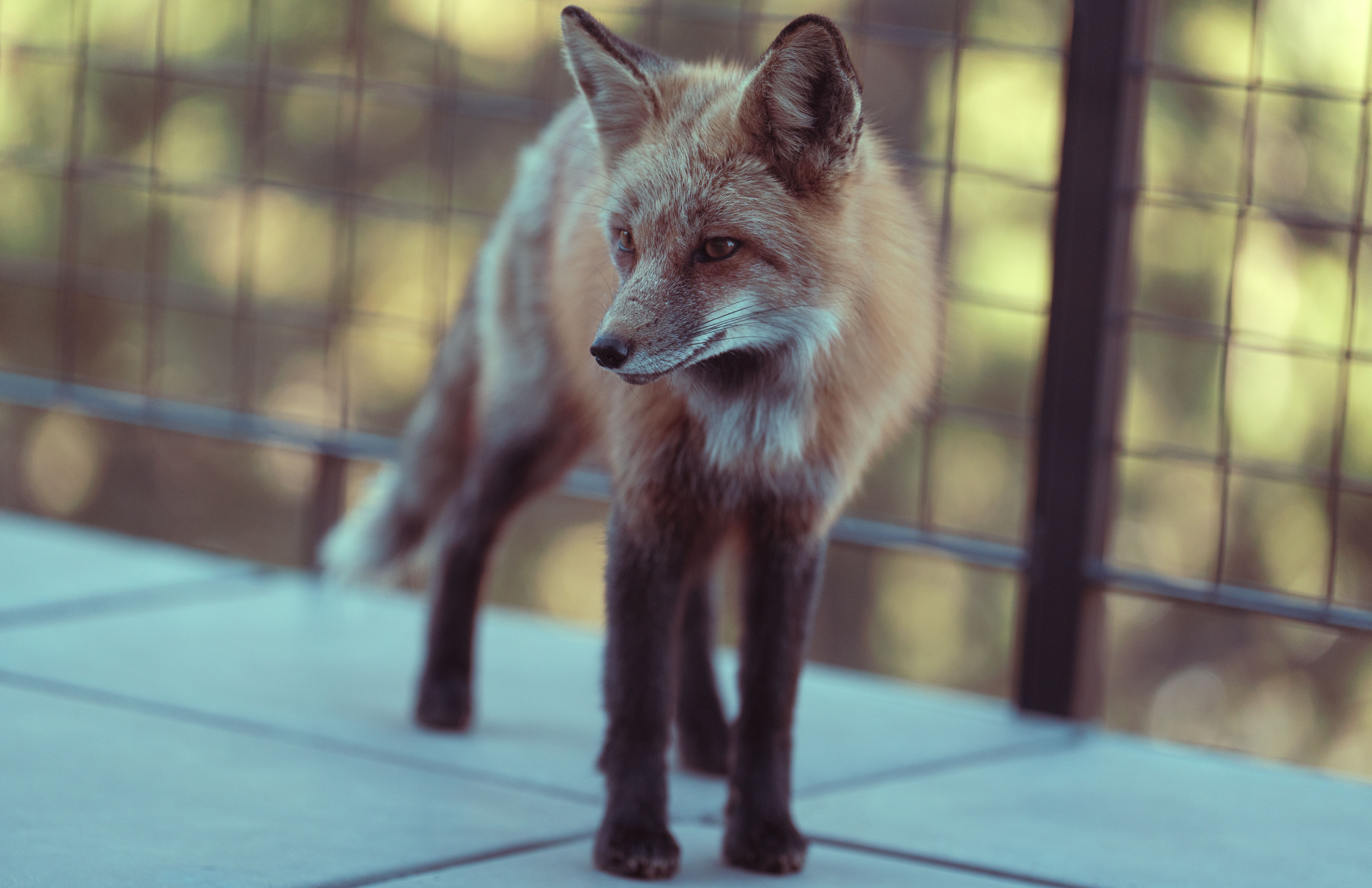Close-up of a Red Fox on a Patio · Free Stock Photo