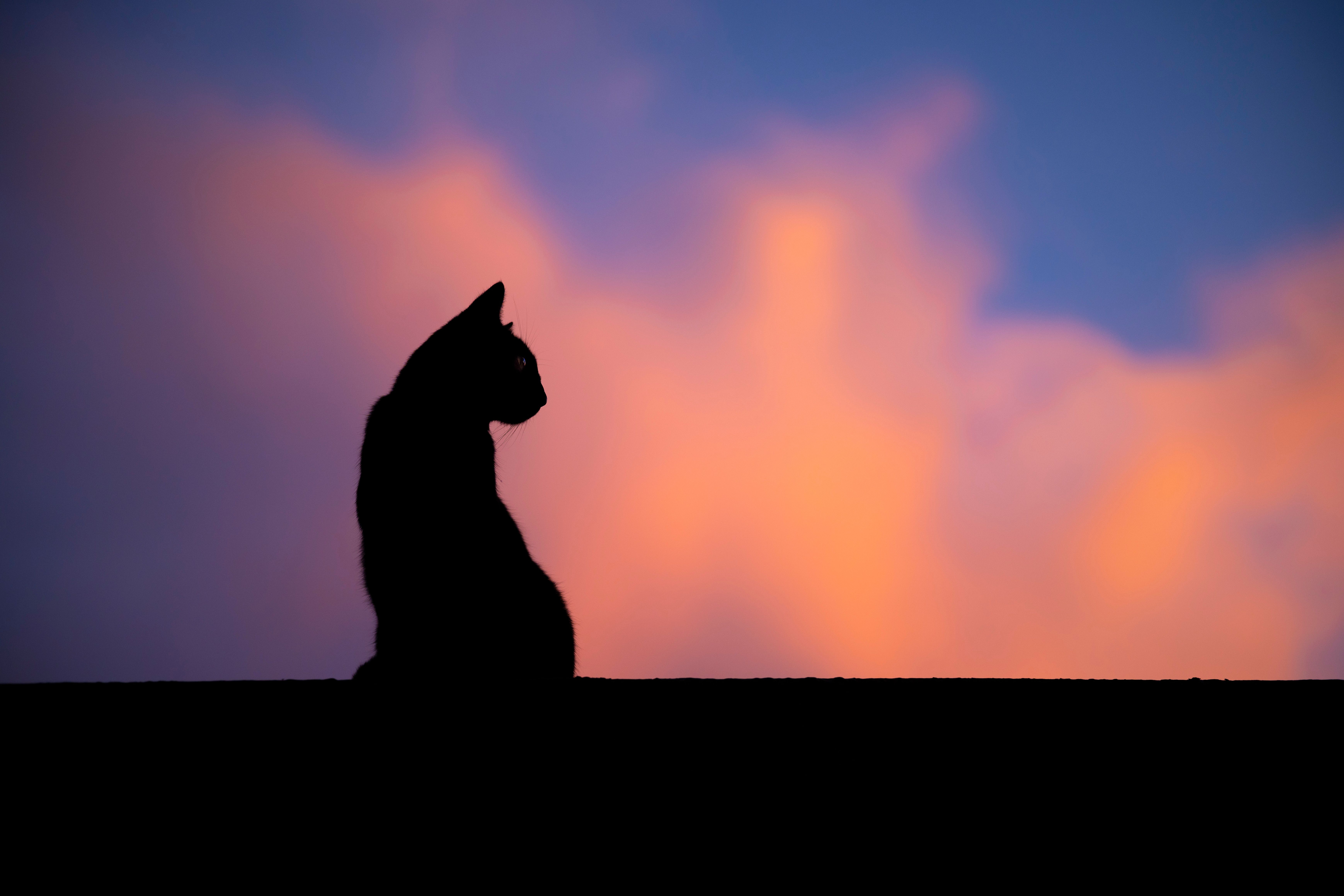 Silhouette of Cat Against Vibrant Twilight Sky · Free Stock Photo