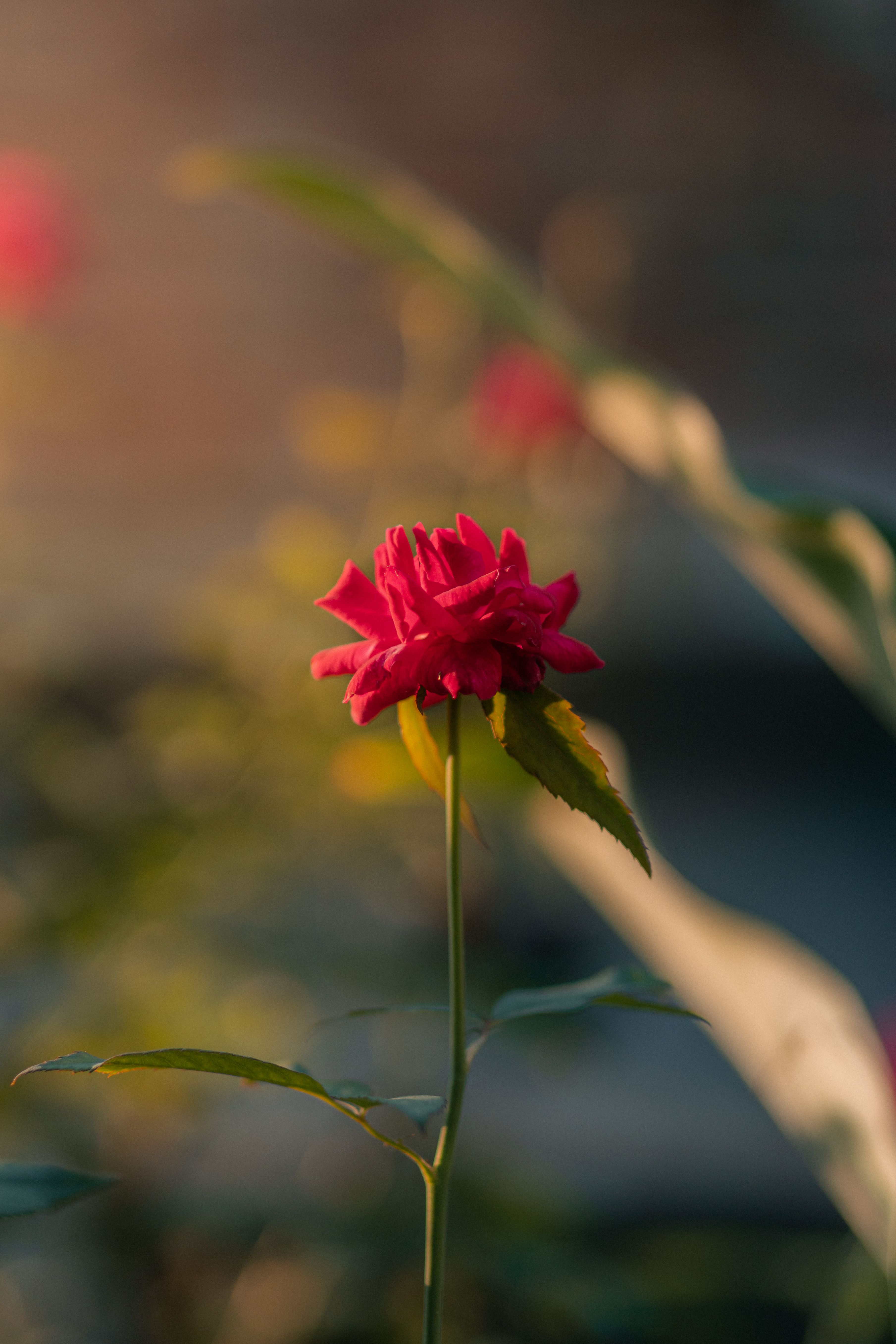 Aesthetic Rose Photos, Download The BEST Free Aesthetic Rose Stock ...