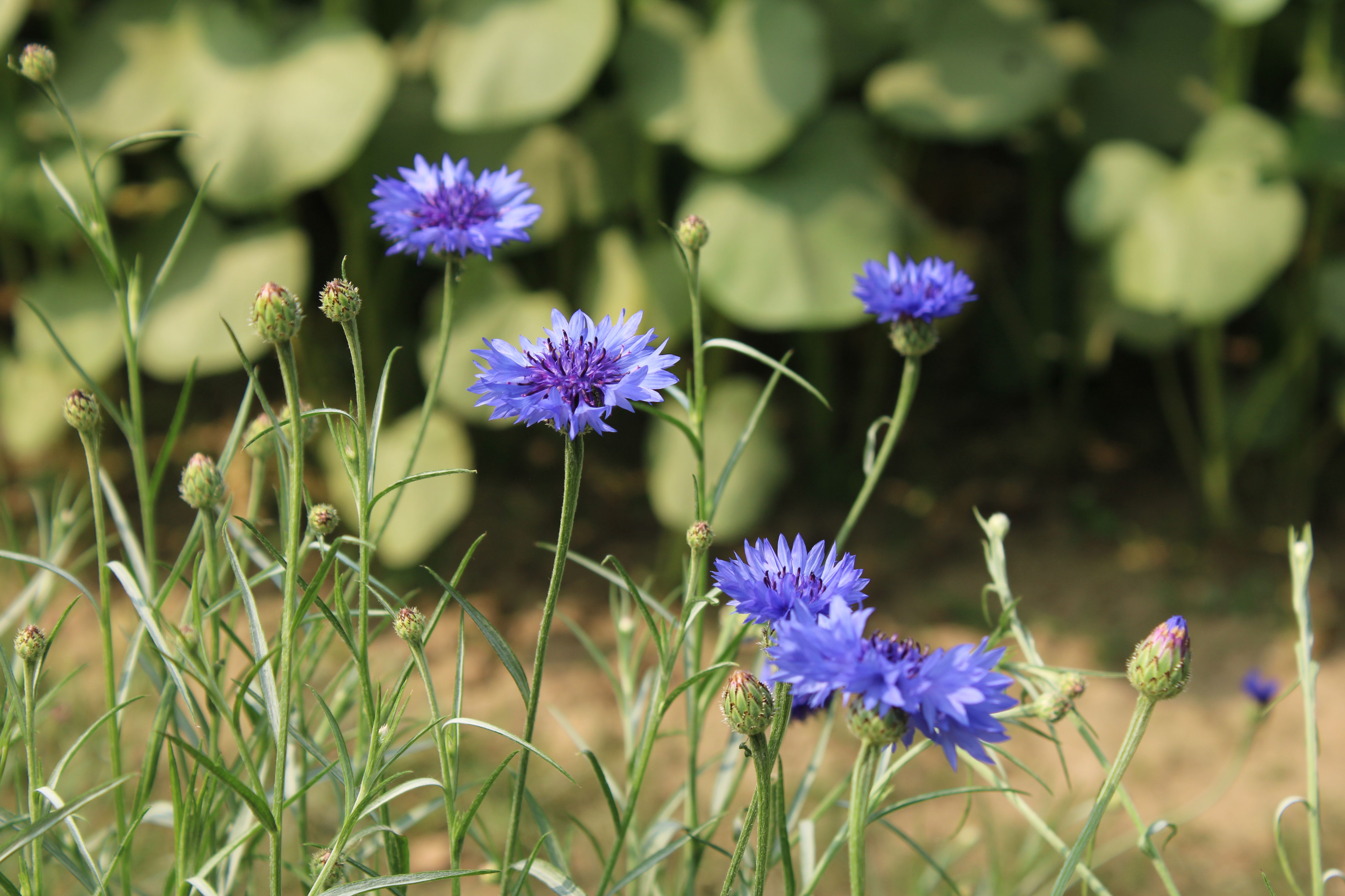 Bachelor Buttons Flowers Photos, Download The BEST Free Bachelor ...