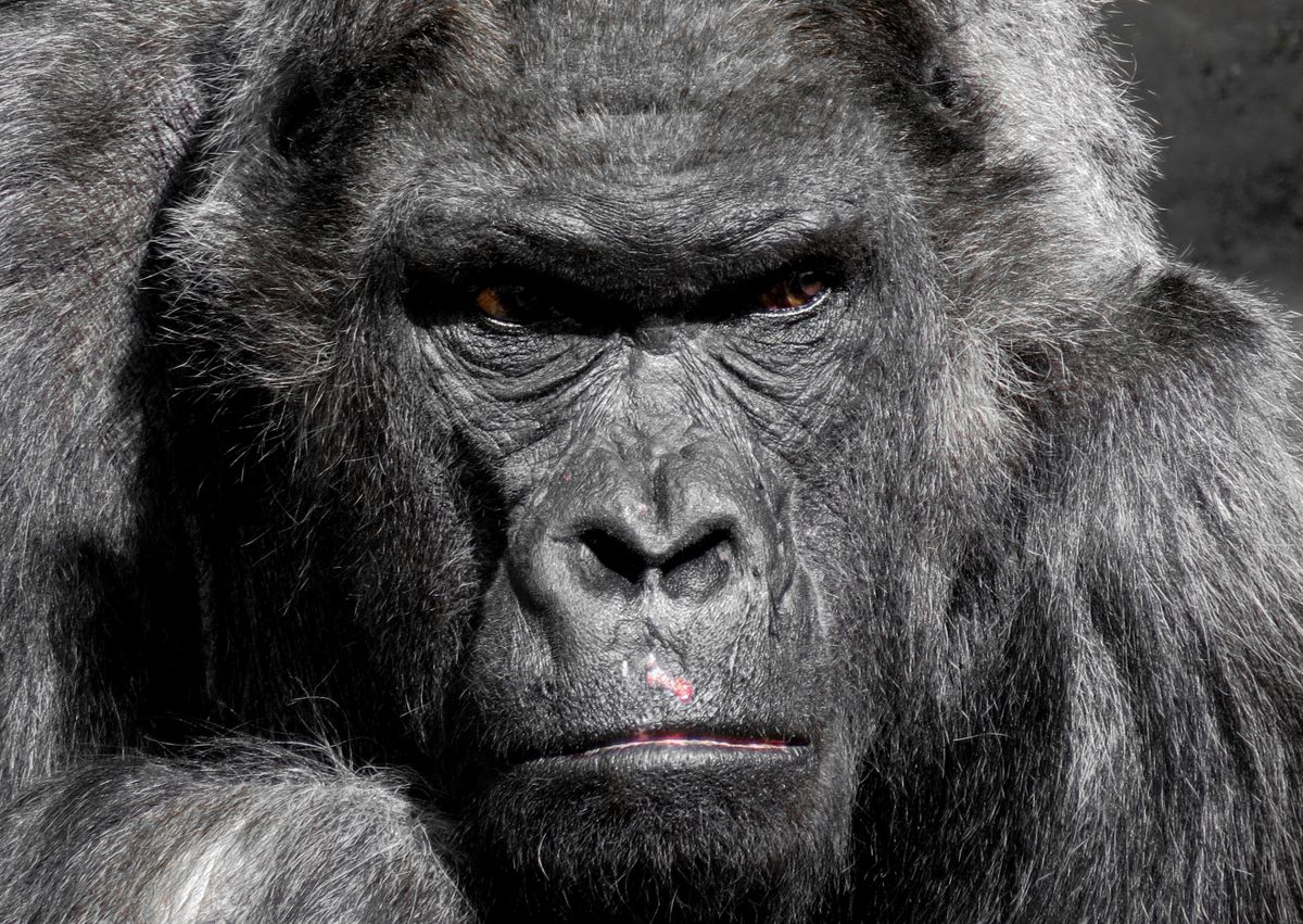 Gorilla Face Photos, Download The BEST Free Gorilla Face Stock Photos ...