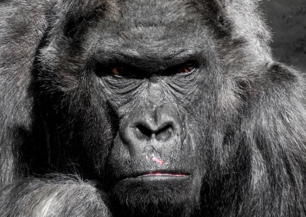 Gorilla Face Photos, Download The BEST Free Gorilla Face Stock Photos ...