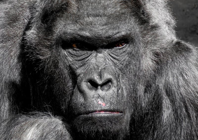 Gorilla Face Photos, Download The BEST Free Gorilla Face Stock Photos ...