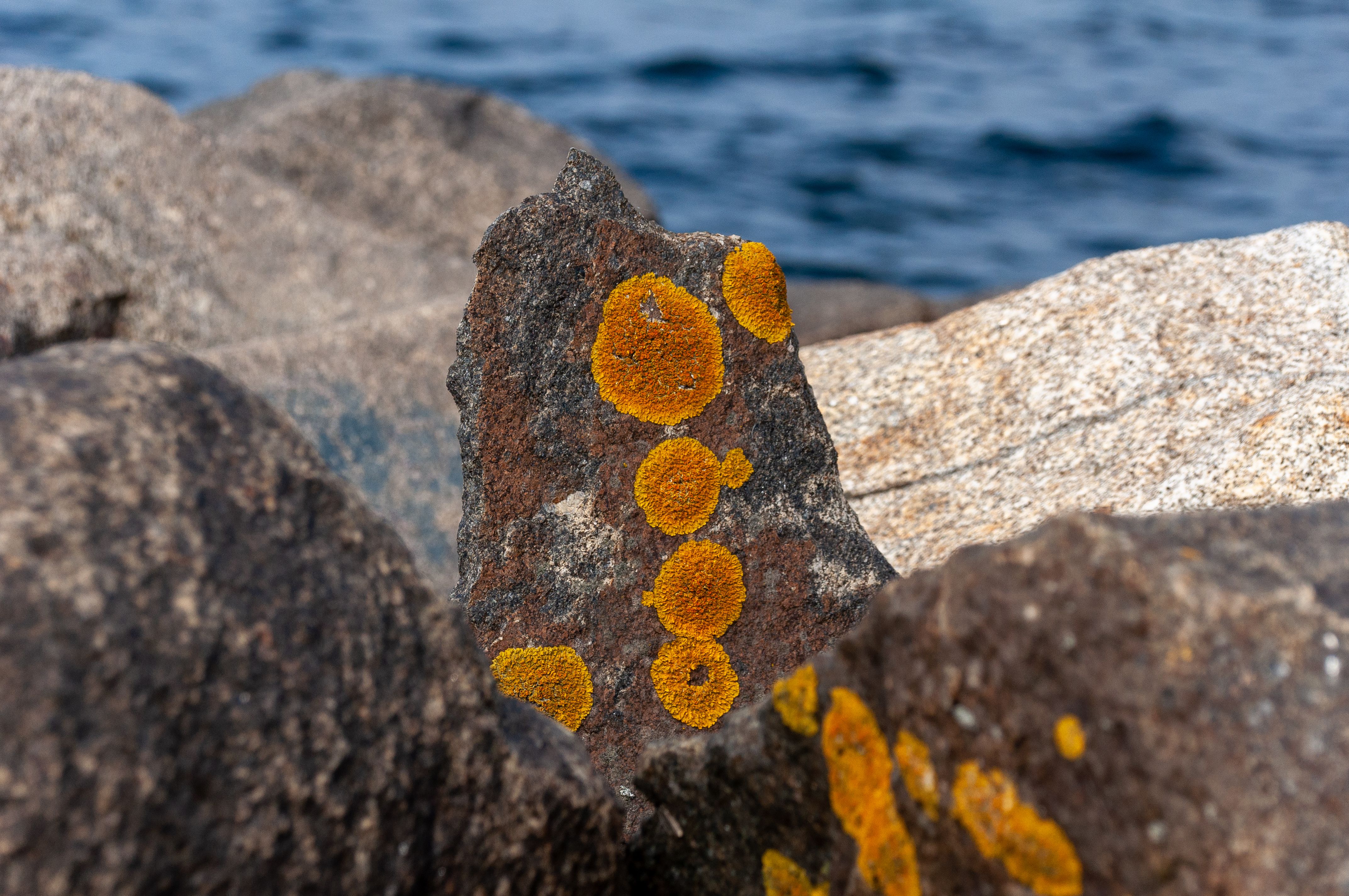 Close-up of Orange Lichen on Coastal Rocks · Free Stock Photo