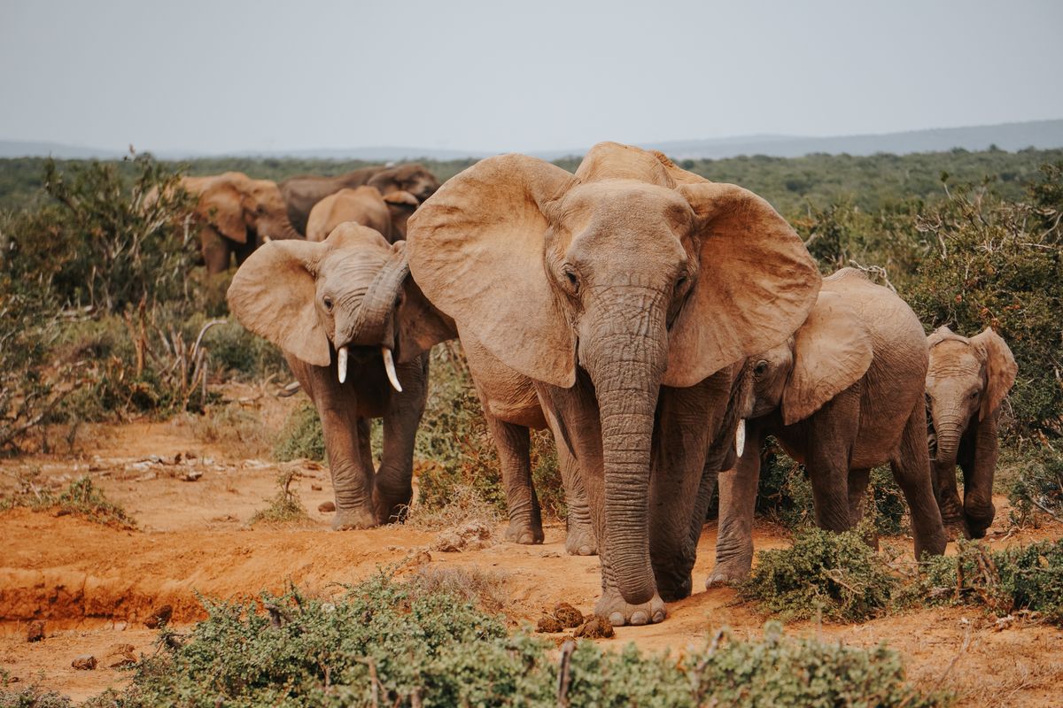 Elephants Photos, Download The BEST Free Elephants Stock Photos & HD Images