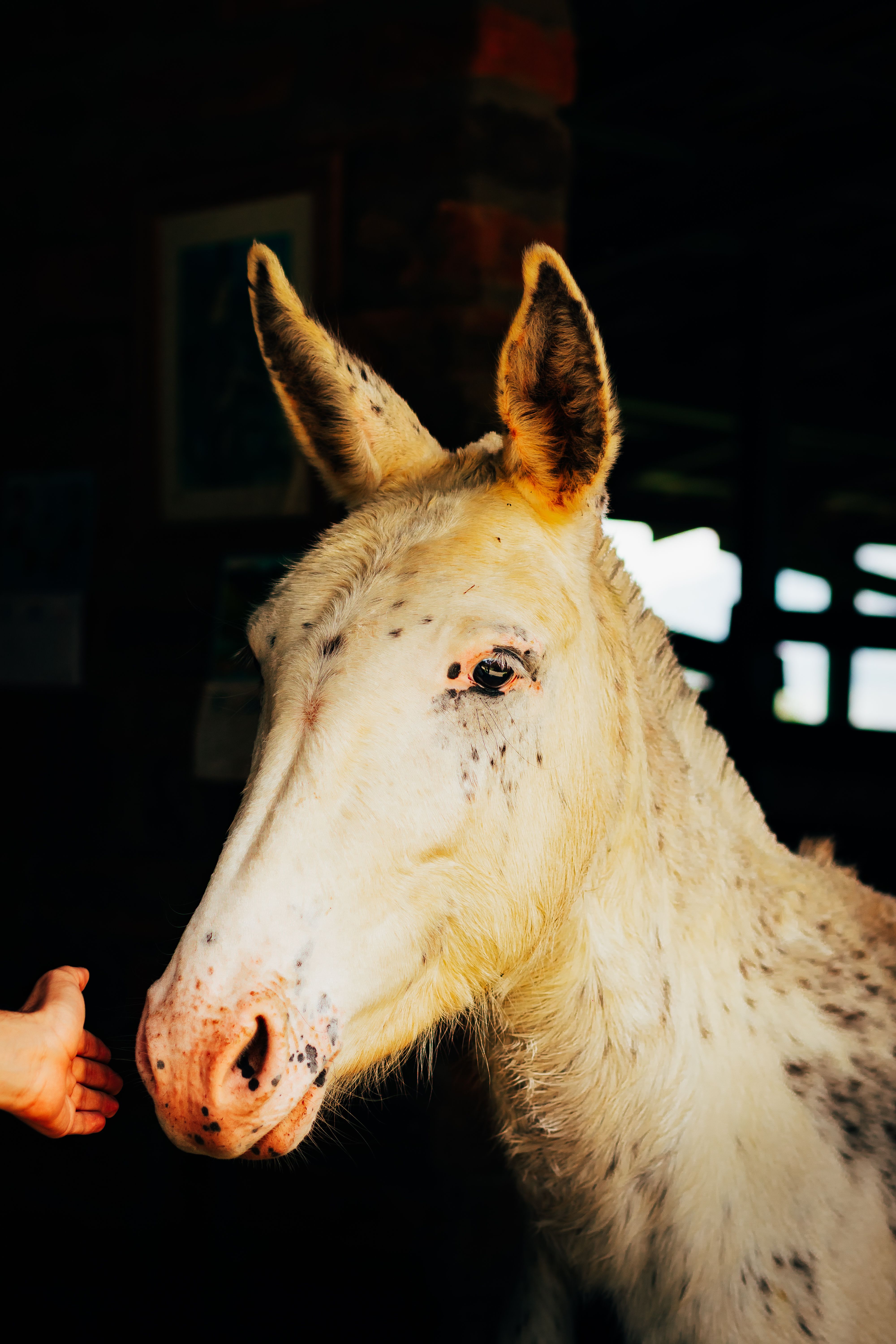 5,000+ Best Donkey Photos · 100% Free Download · Pexels Stock Photos