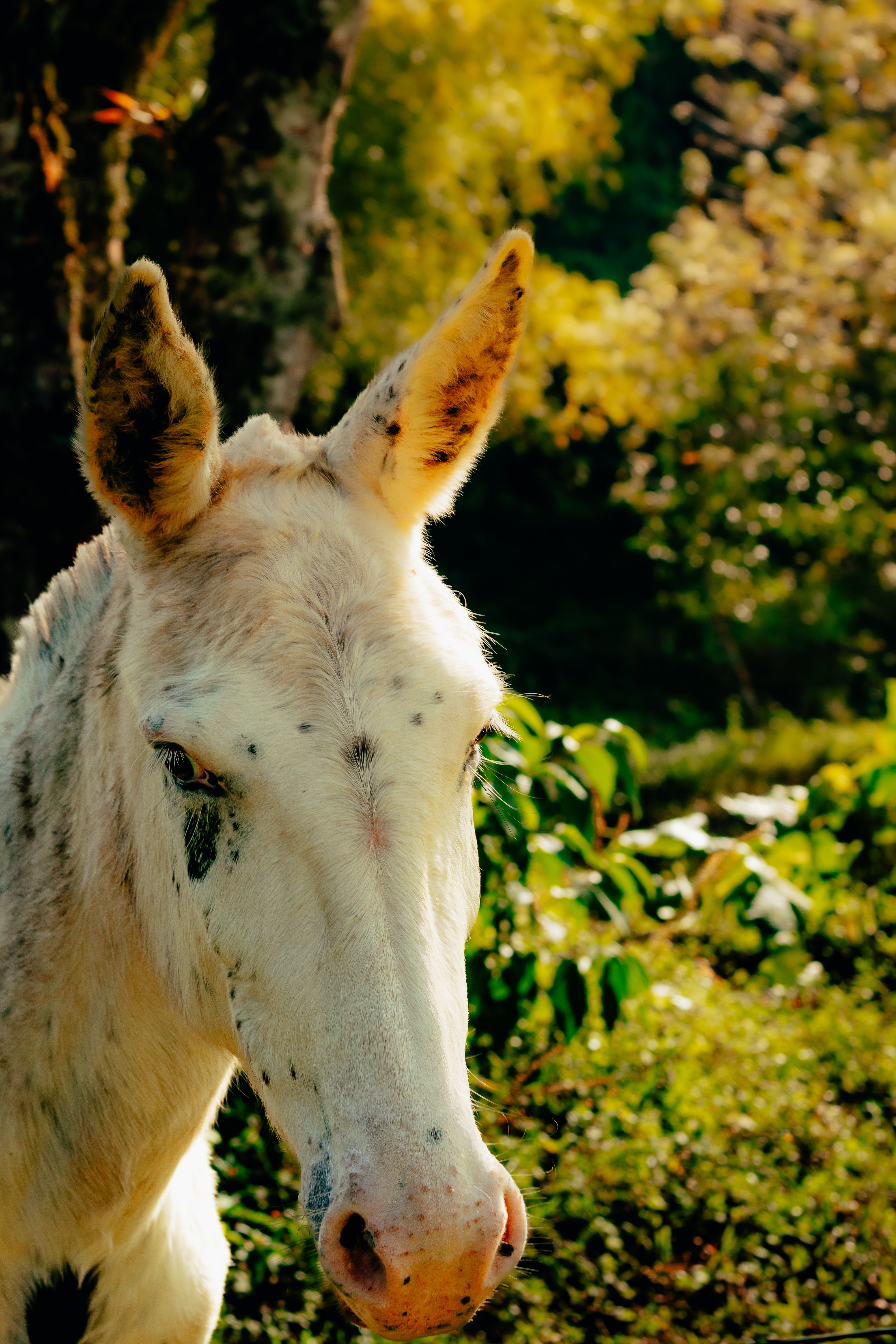 Mule Photos, Download The BEST Free Mule Stock Photos & HD Images