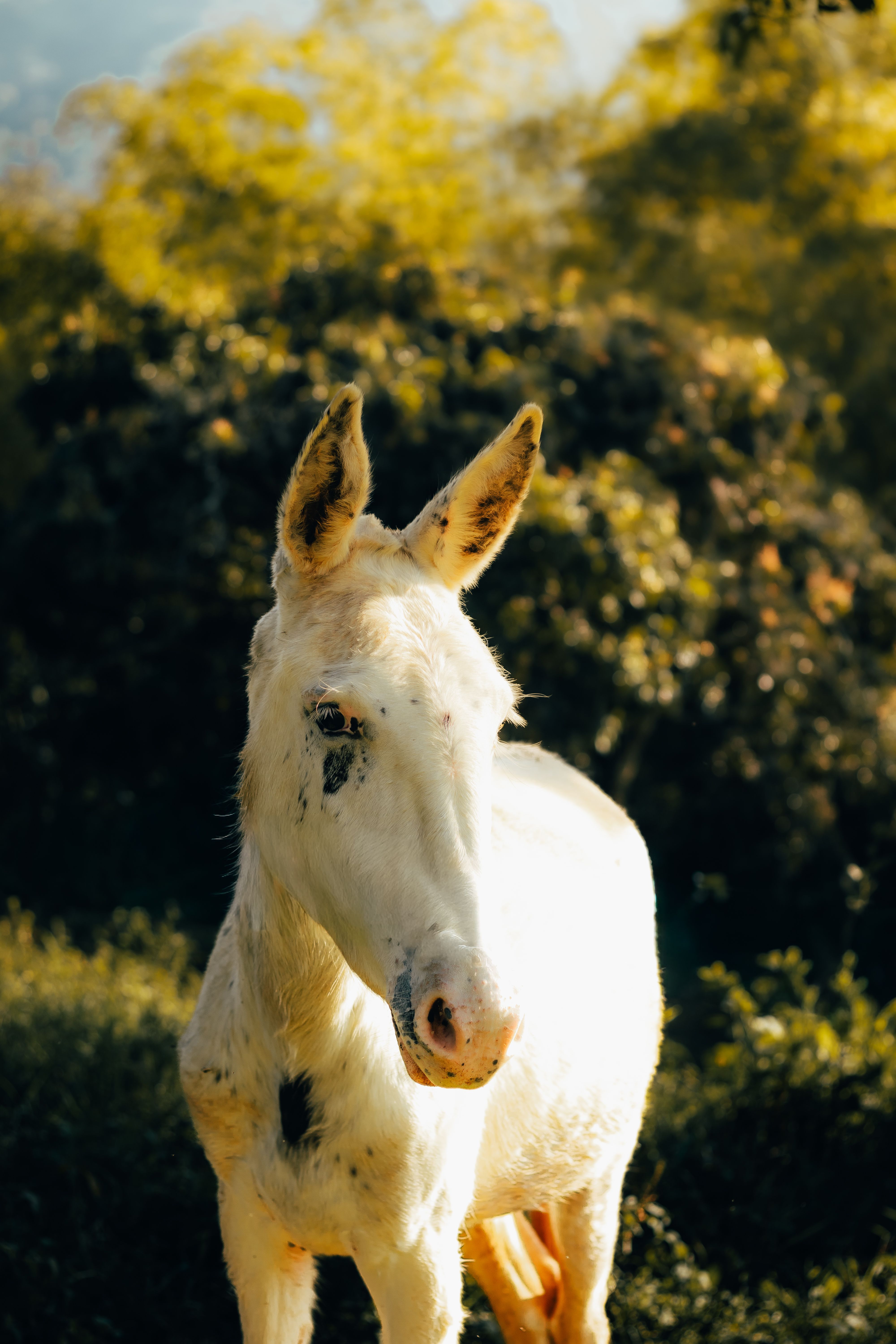 5,000+ Best Donkey Photos · 100% Free Download · Pexels Stock Photos