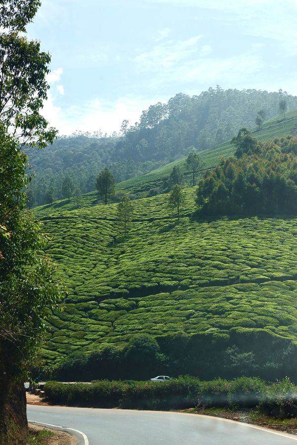 Munnar Photos, Download The BEST Free Munnar Stock Photos & HD Images