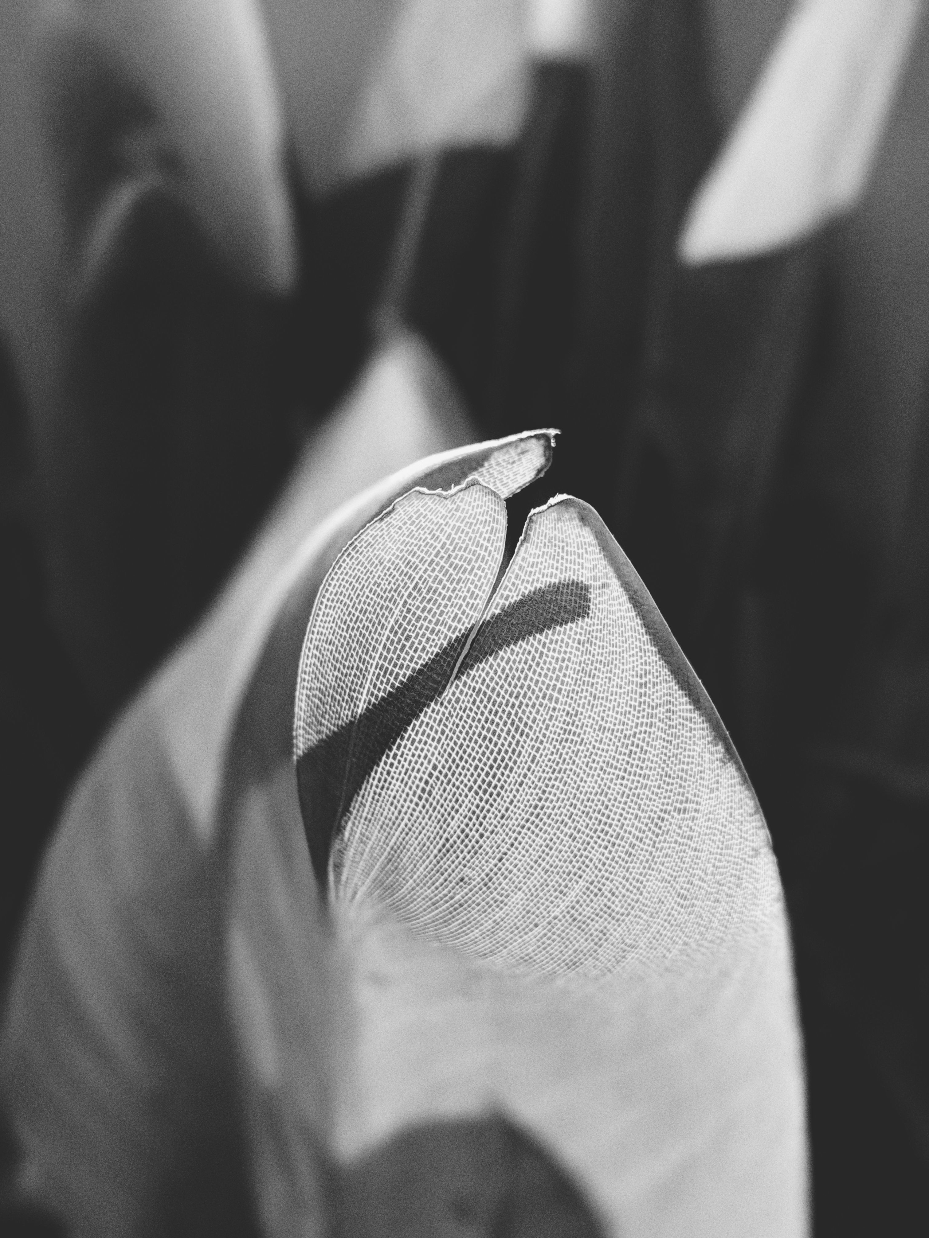 Monochrome Photography of Plant Leaf · Free Stock Photo