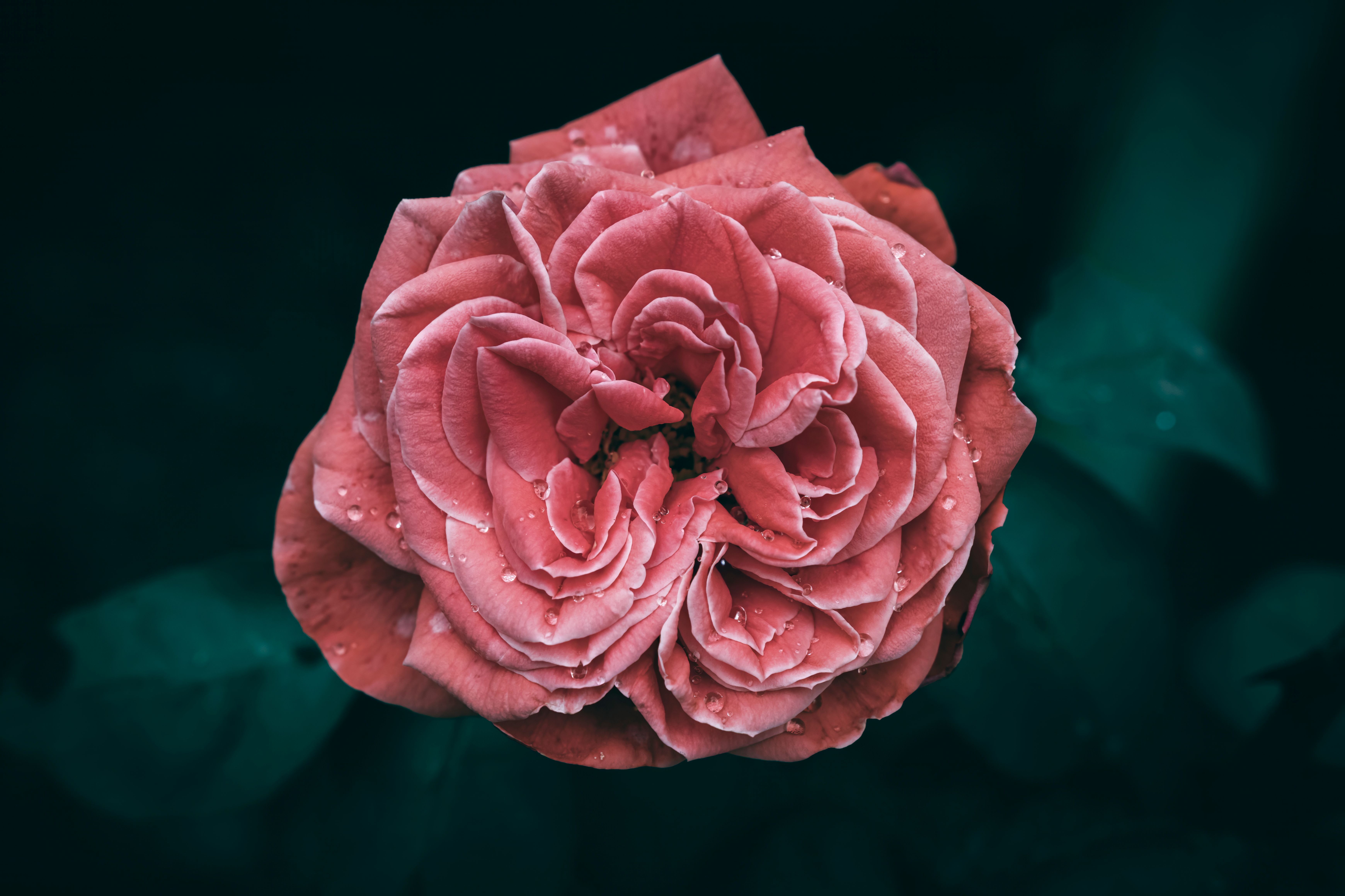 Dew-Kissed Pink Rose Against Dark Background · Free Stock Photo