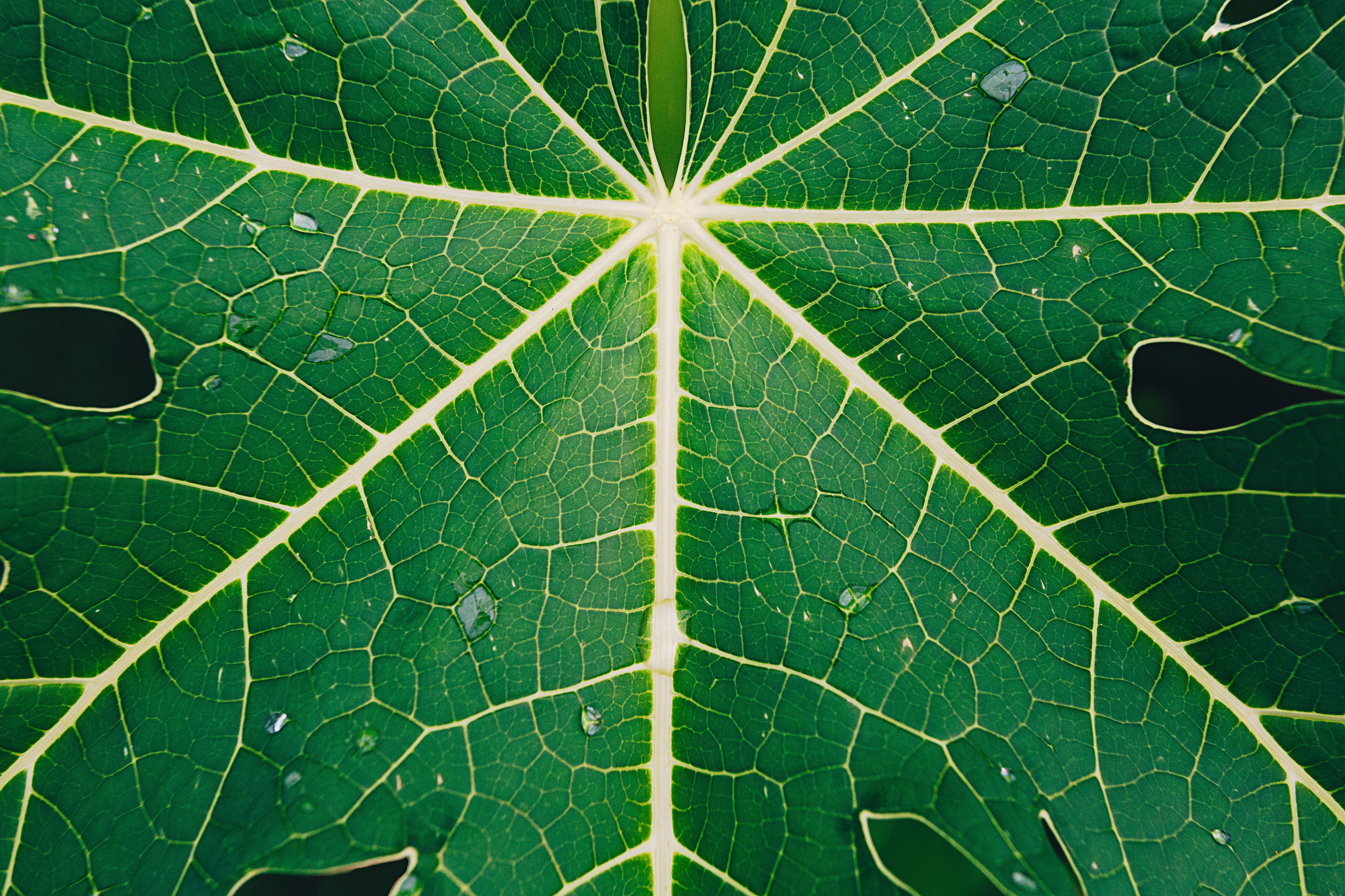Close-Up of Green Papaya Leaf with Texture · Free Stock Photo
