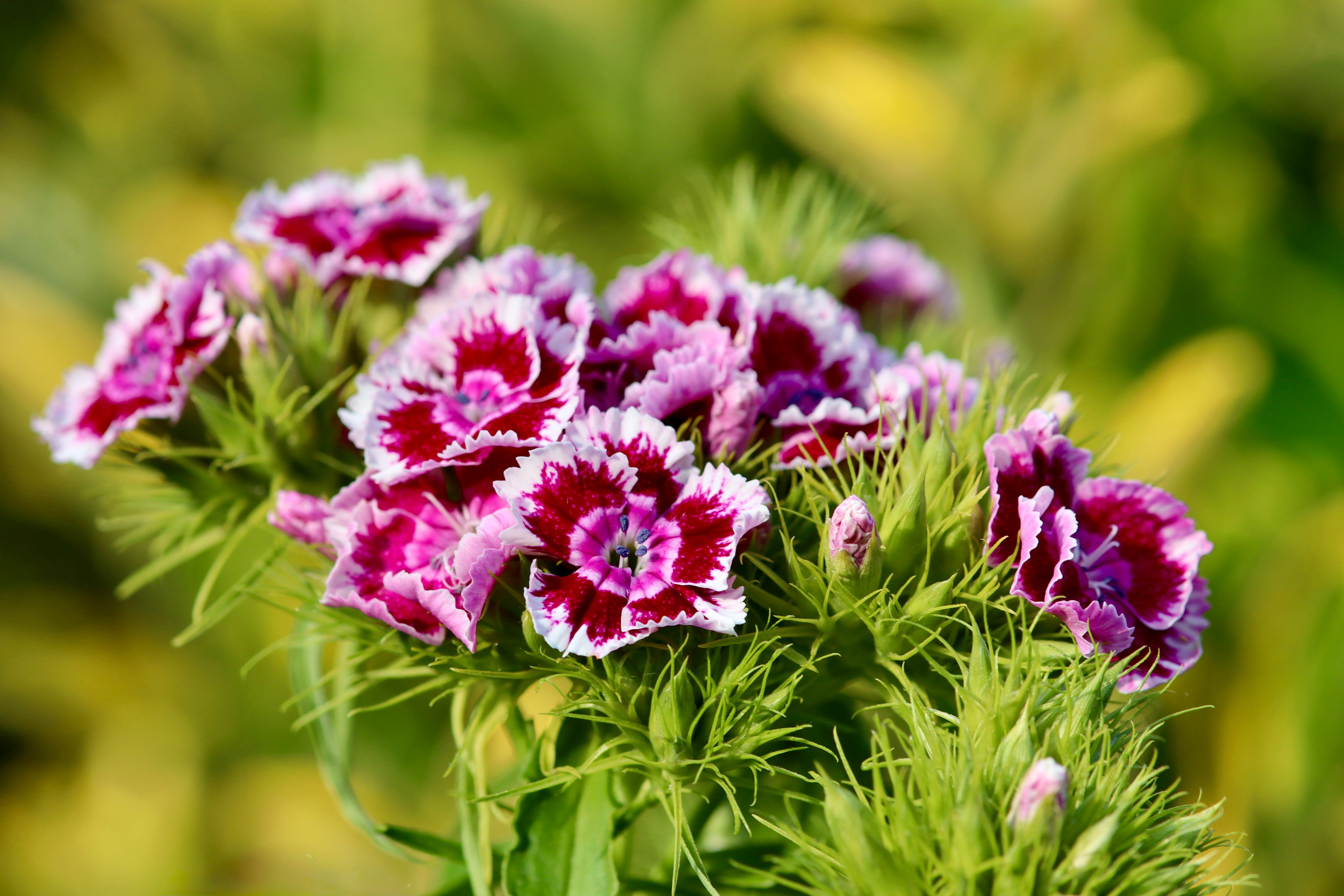 Vibrant Sweet William Flowers in Bloom Outdoors · Free Stock Photo