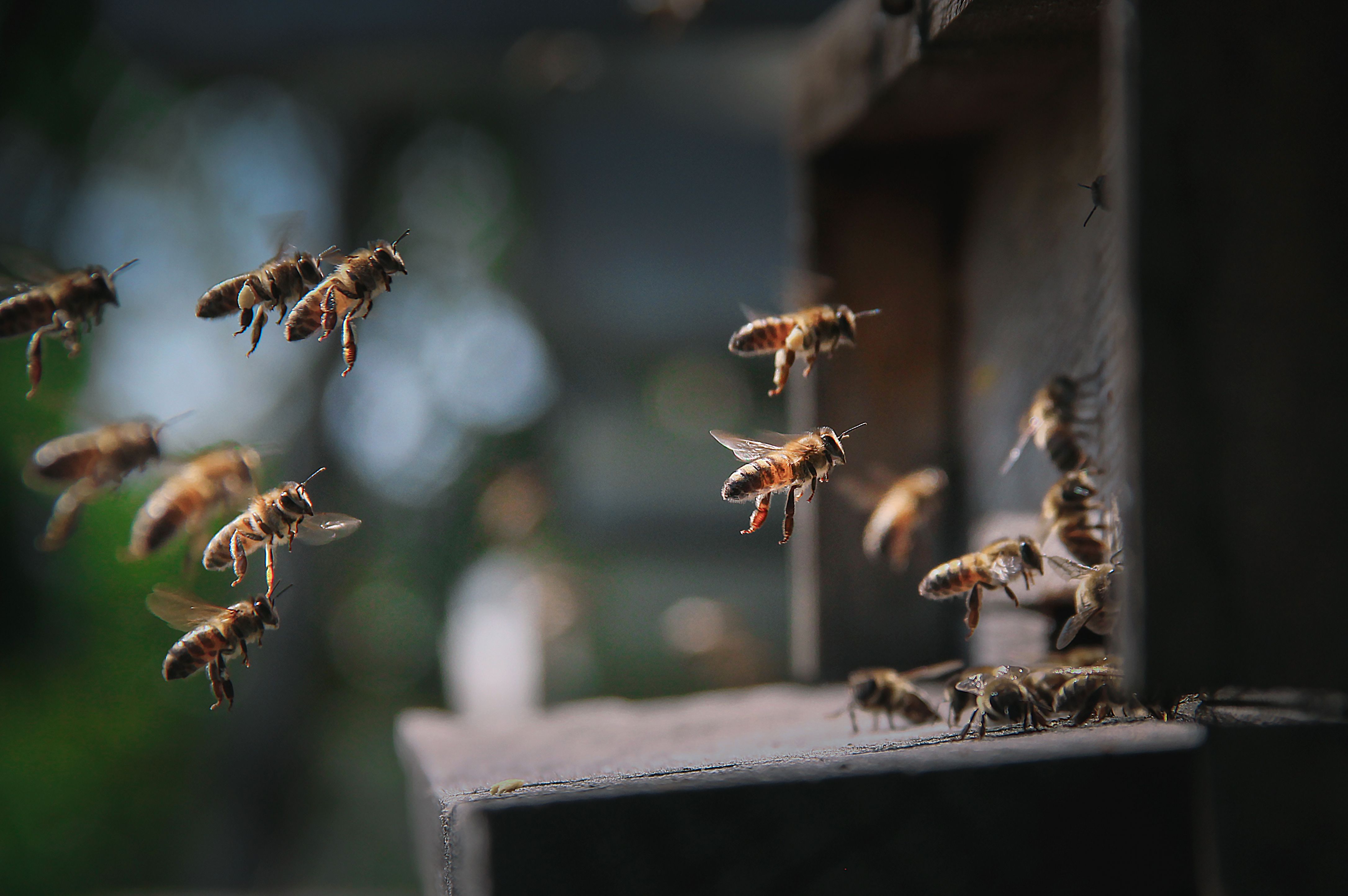Close-up of Honey Bees in Flight at Hive Entrance · Free Stock Photo