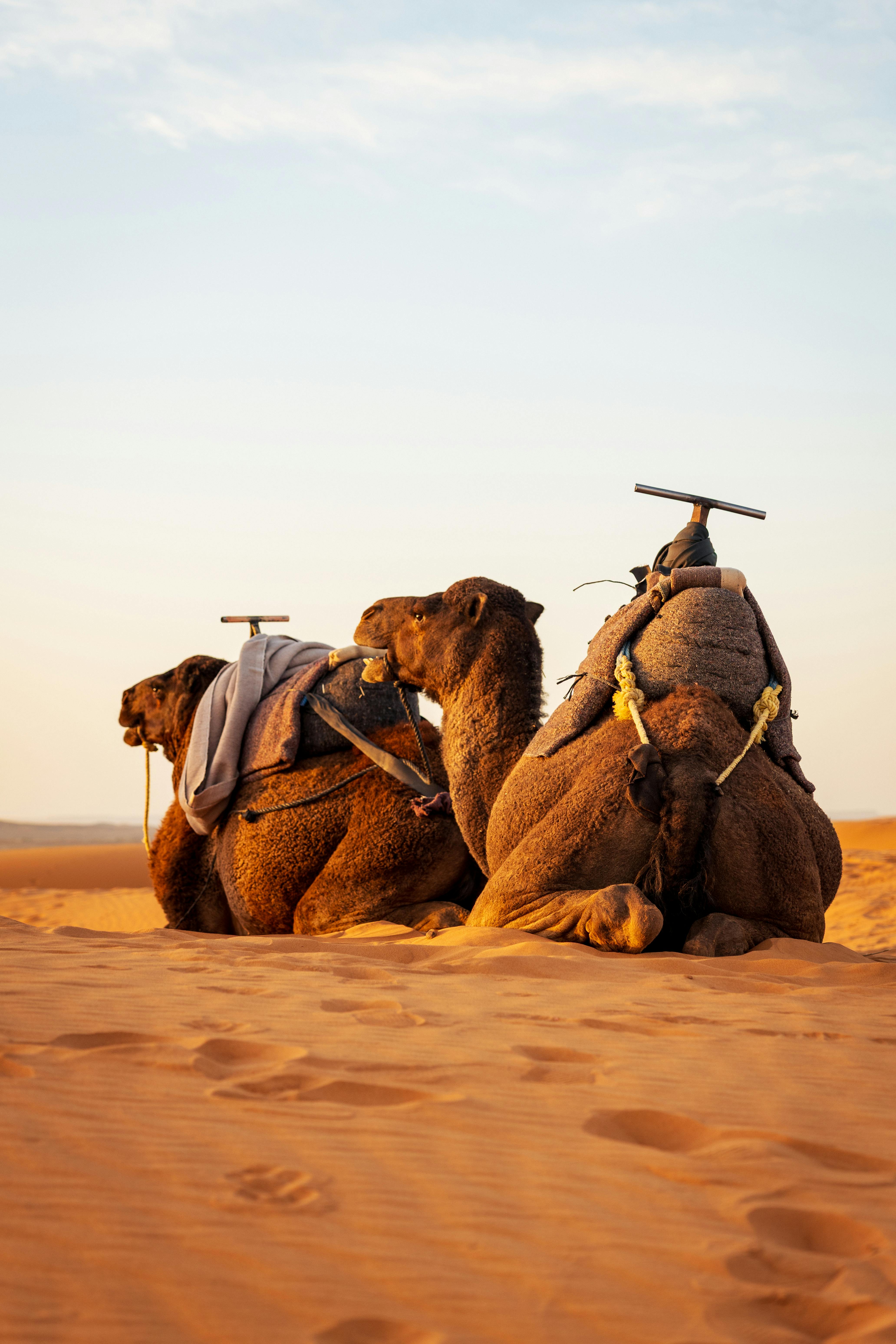 Three Camels Resting in the Desert at Sunset · Free Stock Photo