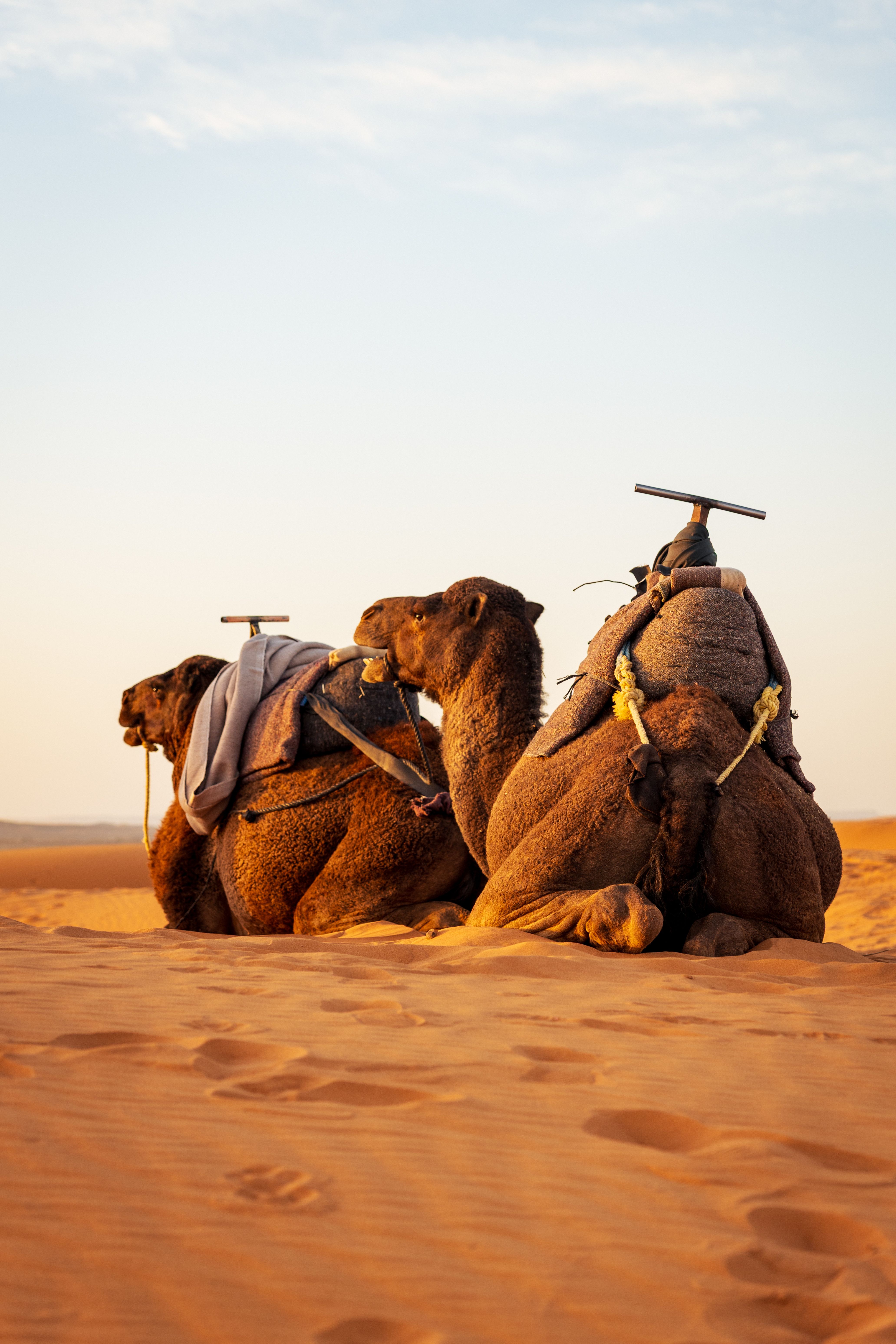 Three Camels Resting in the Desert at Sunset · Free Stock Photo