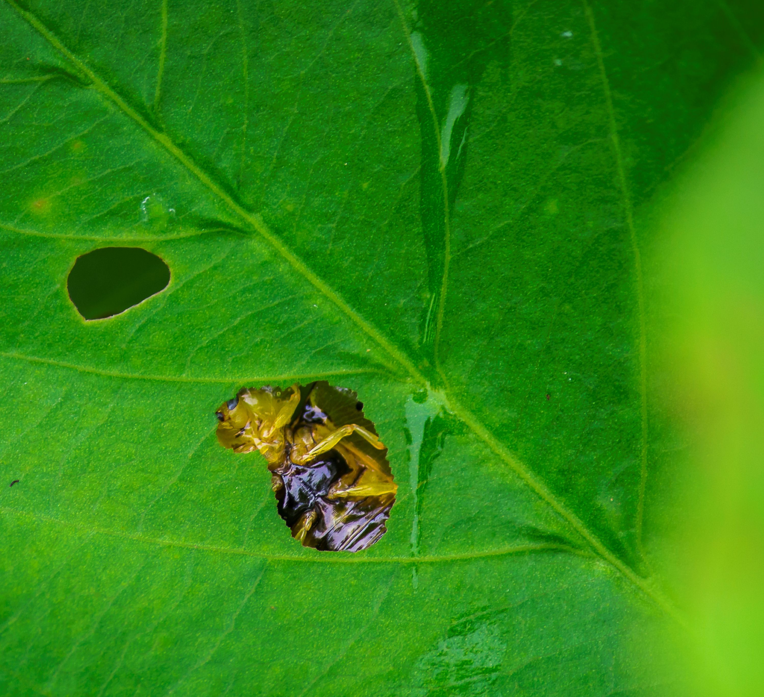 Close-up of Leaf with Insect Exoskeleton · Free Stock Photo
