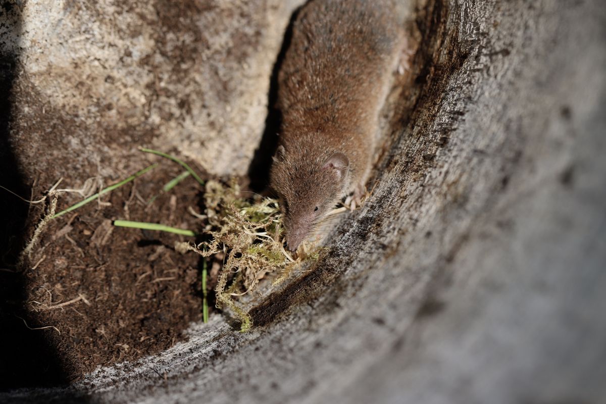 Shrew Animal Photos, Download The BEST Free Shrew Animal Stock Photos ...