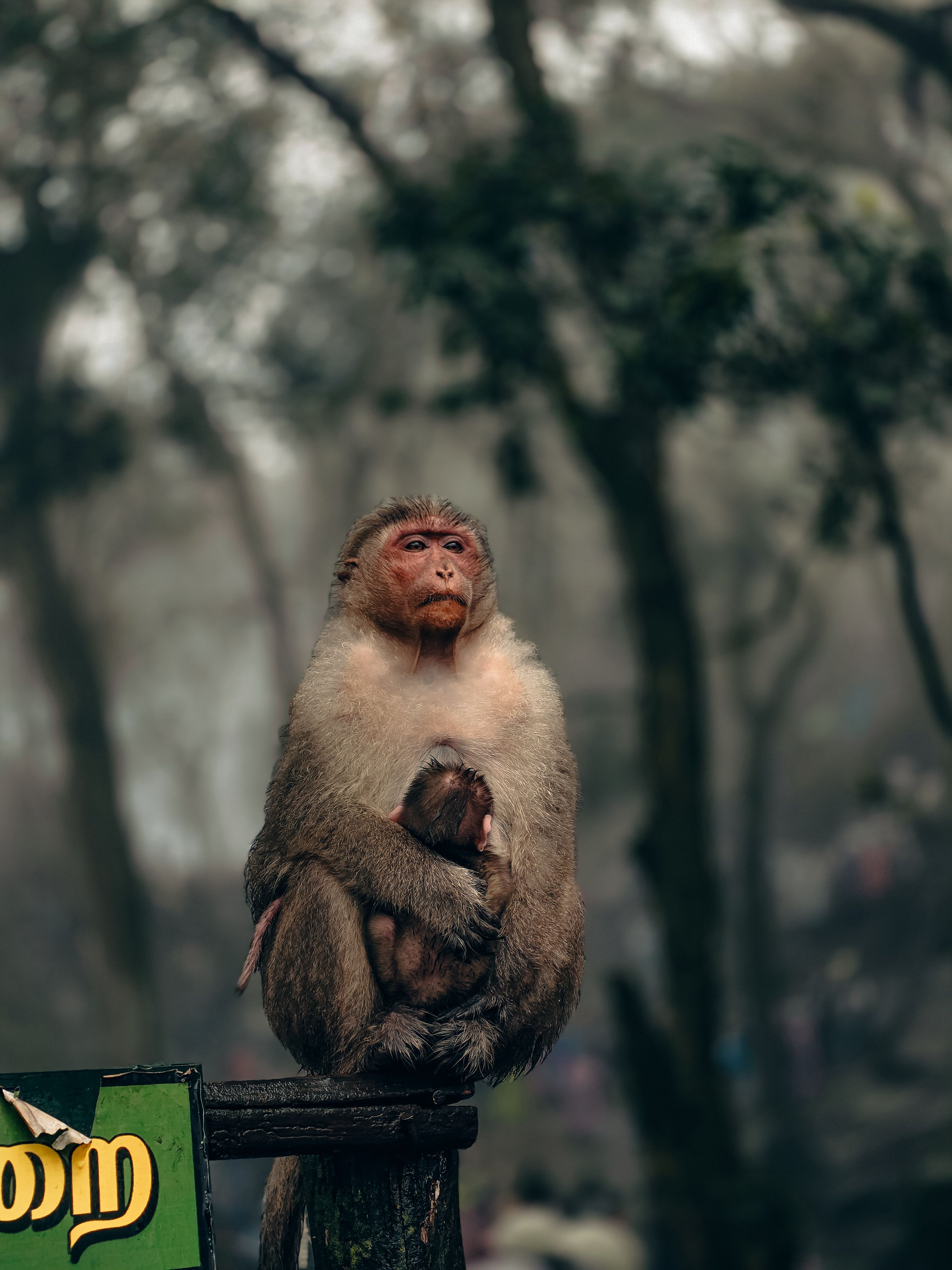 4k Monkey Photos, Download The BEST Free 4k Monkey Stock Photos & HD Images