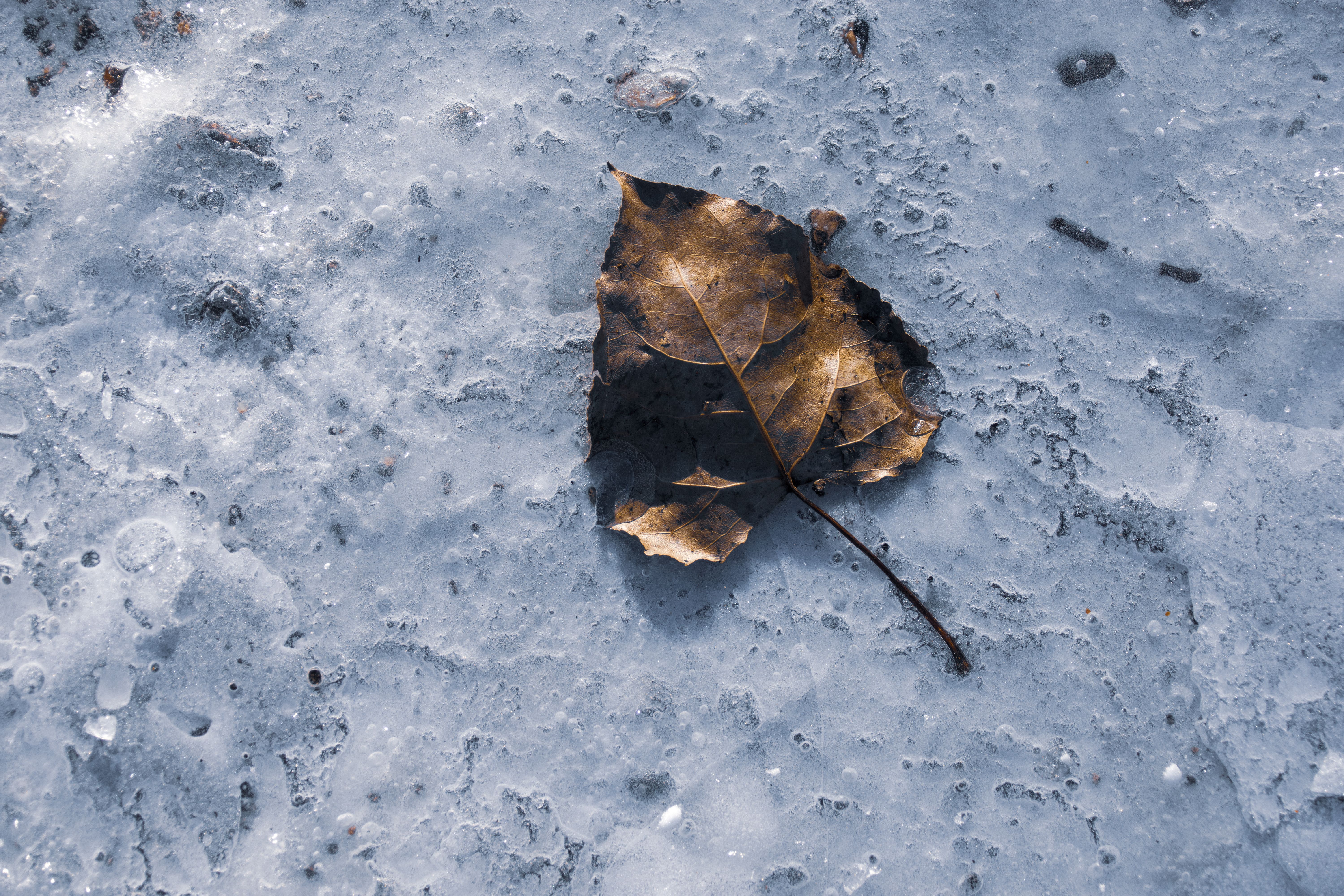 Fallen Leaf on Frozen Ground in Winter · Free Stock Photo
