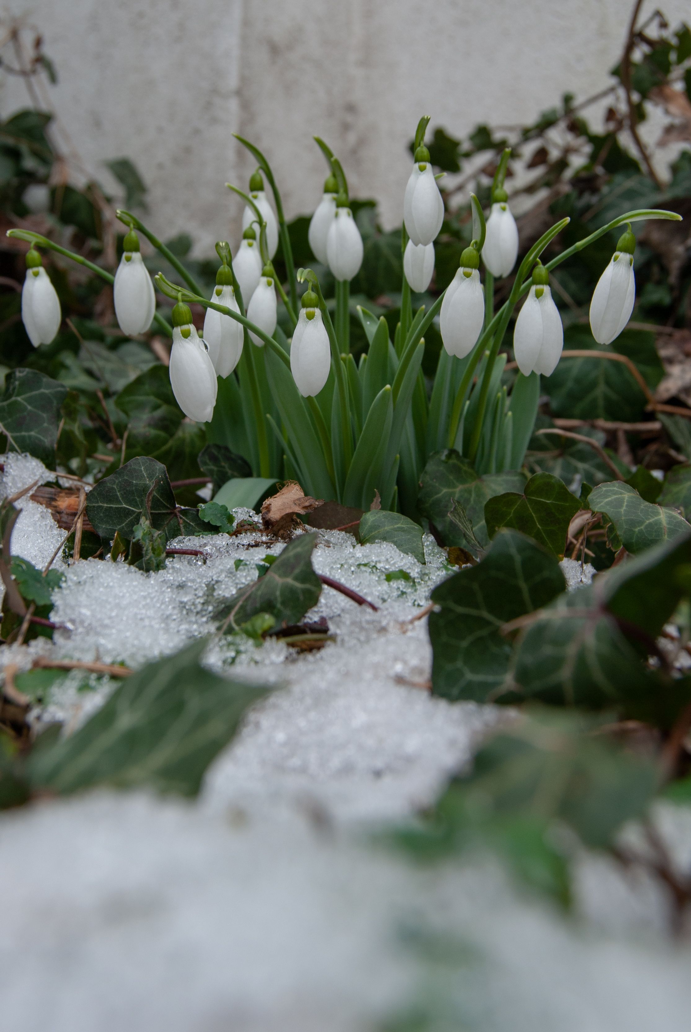 Spring Flowers In Snow Photos, Download The BEST Free Spring Flowers In ...