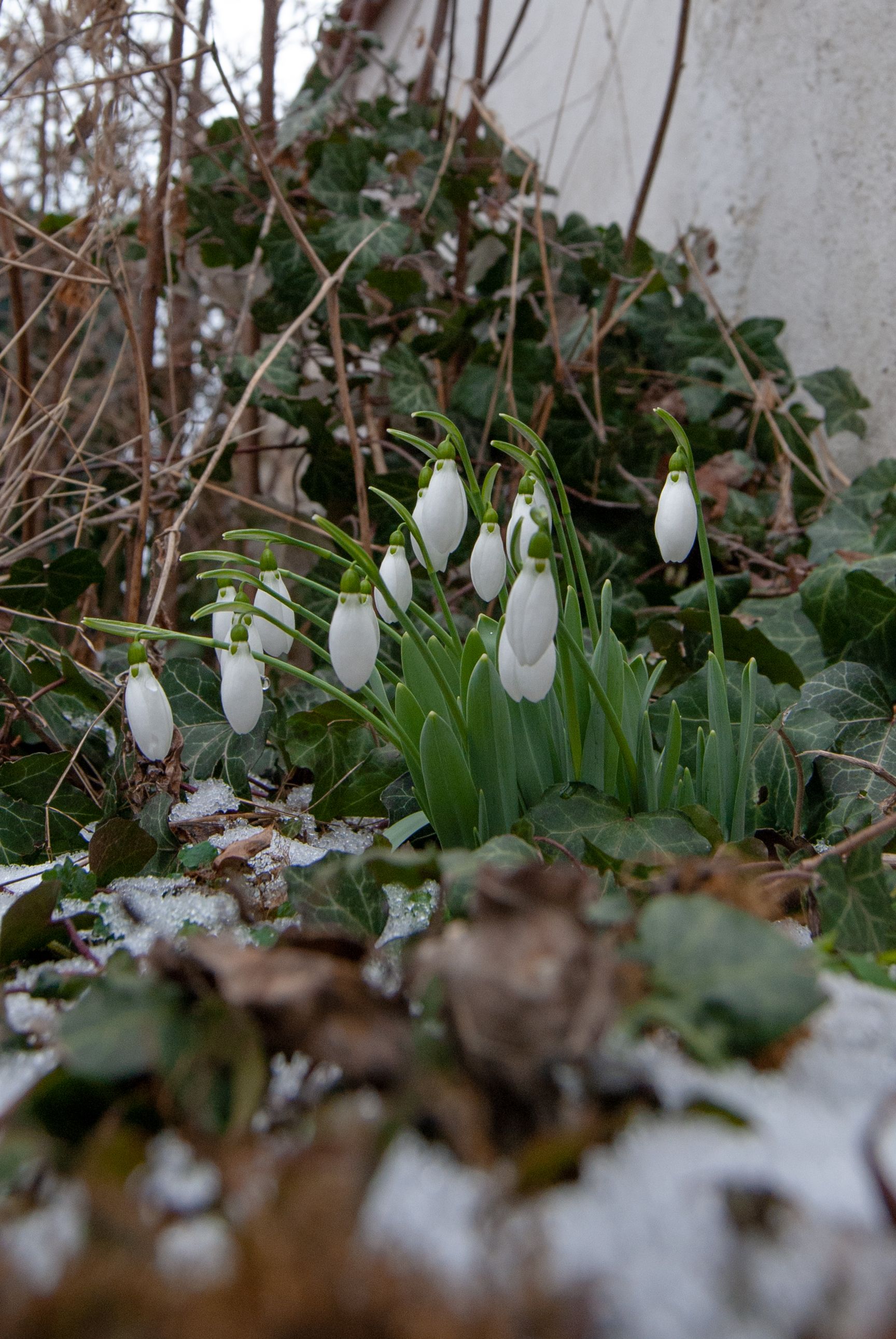 Snowdrops Emerging in Early Spring Garden Scene · Free Stock Photo
