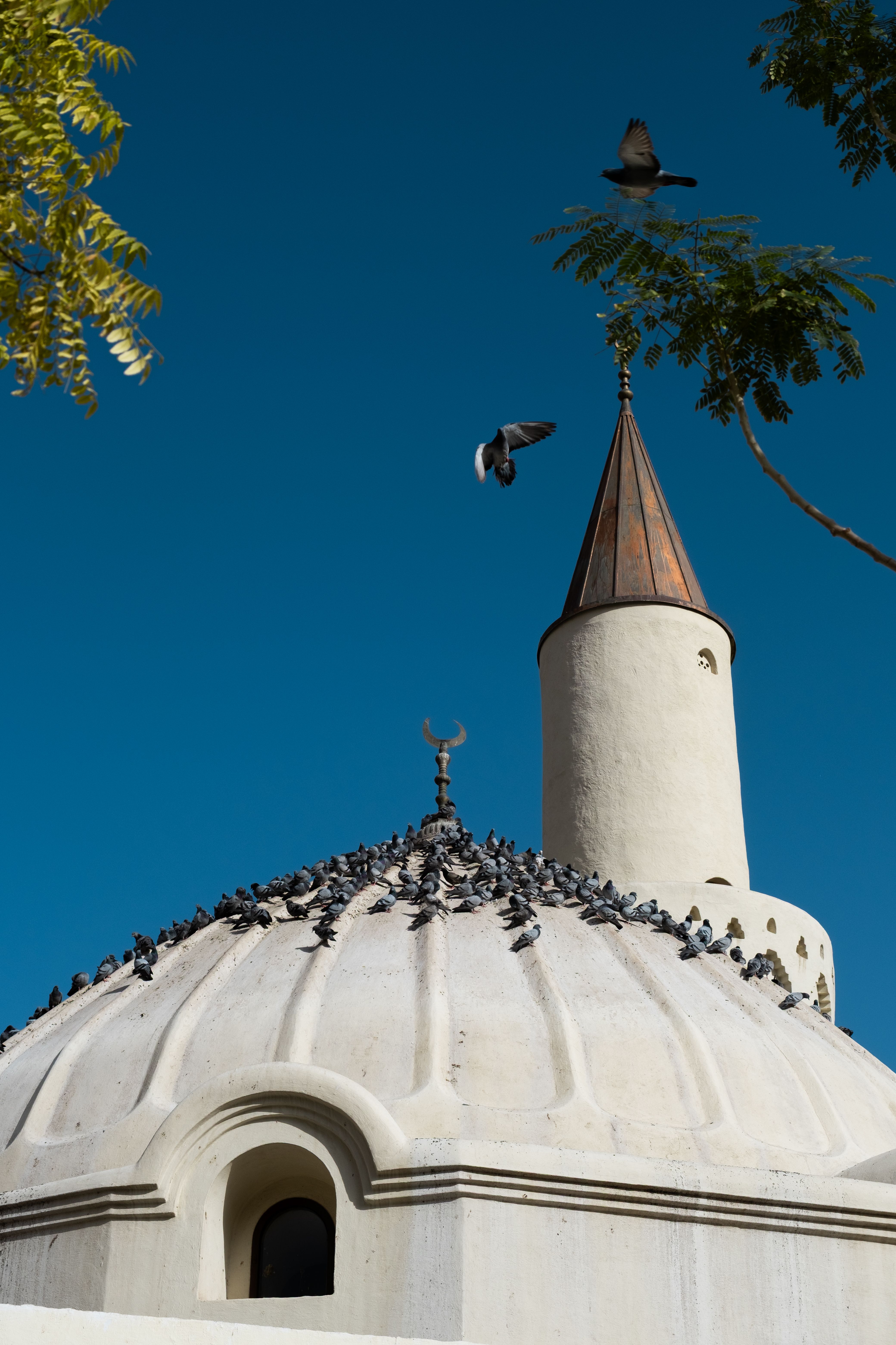 Pigeon-Filled Dome of Historic Mosque in Medina · Free Stock Photo