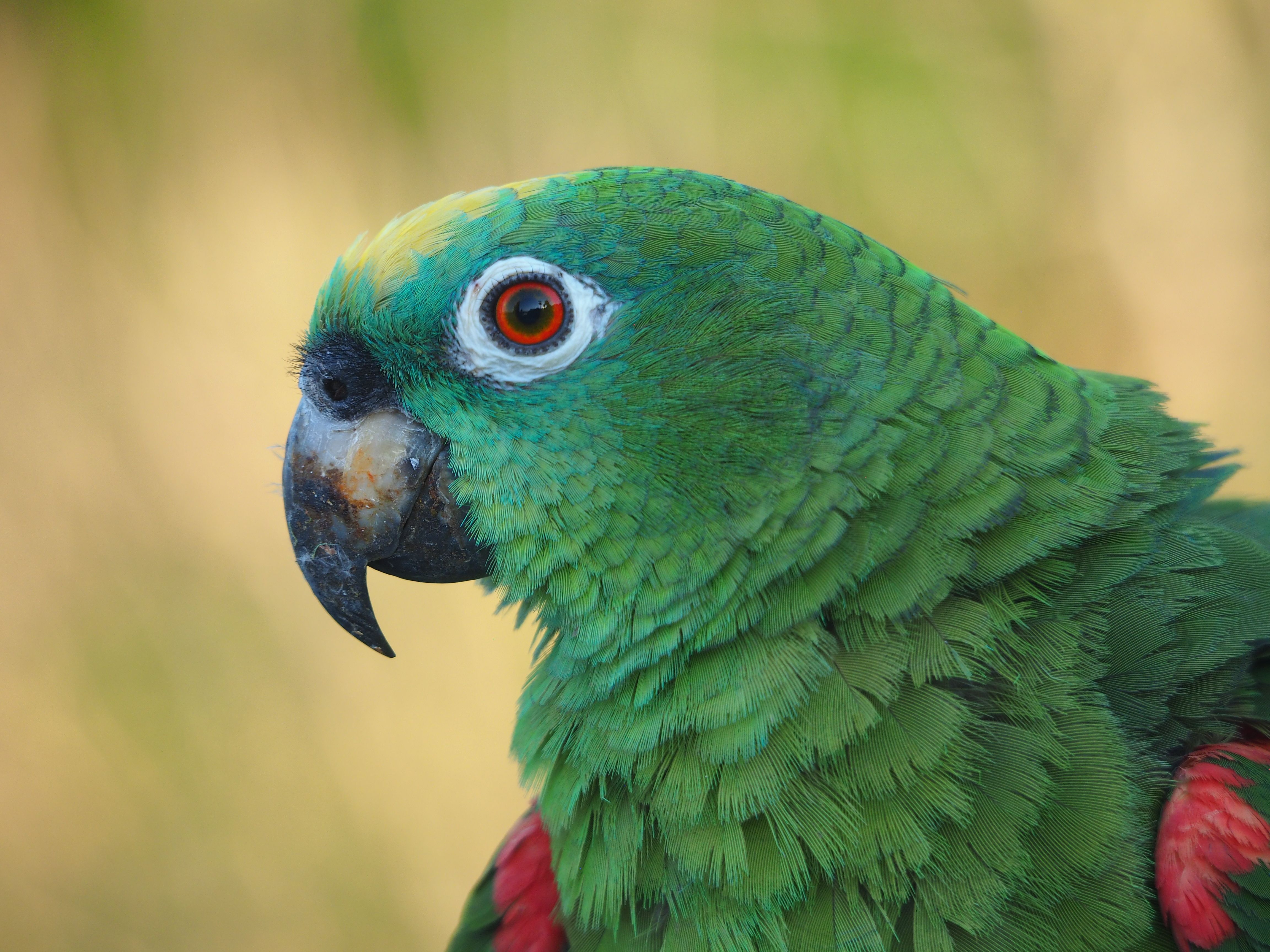 Parrot Images Photos, Download The BEST Free Parrot Images Stock Photos ...