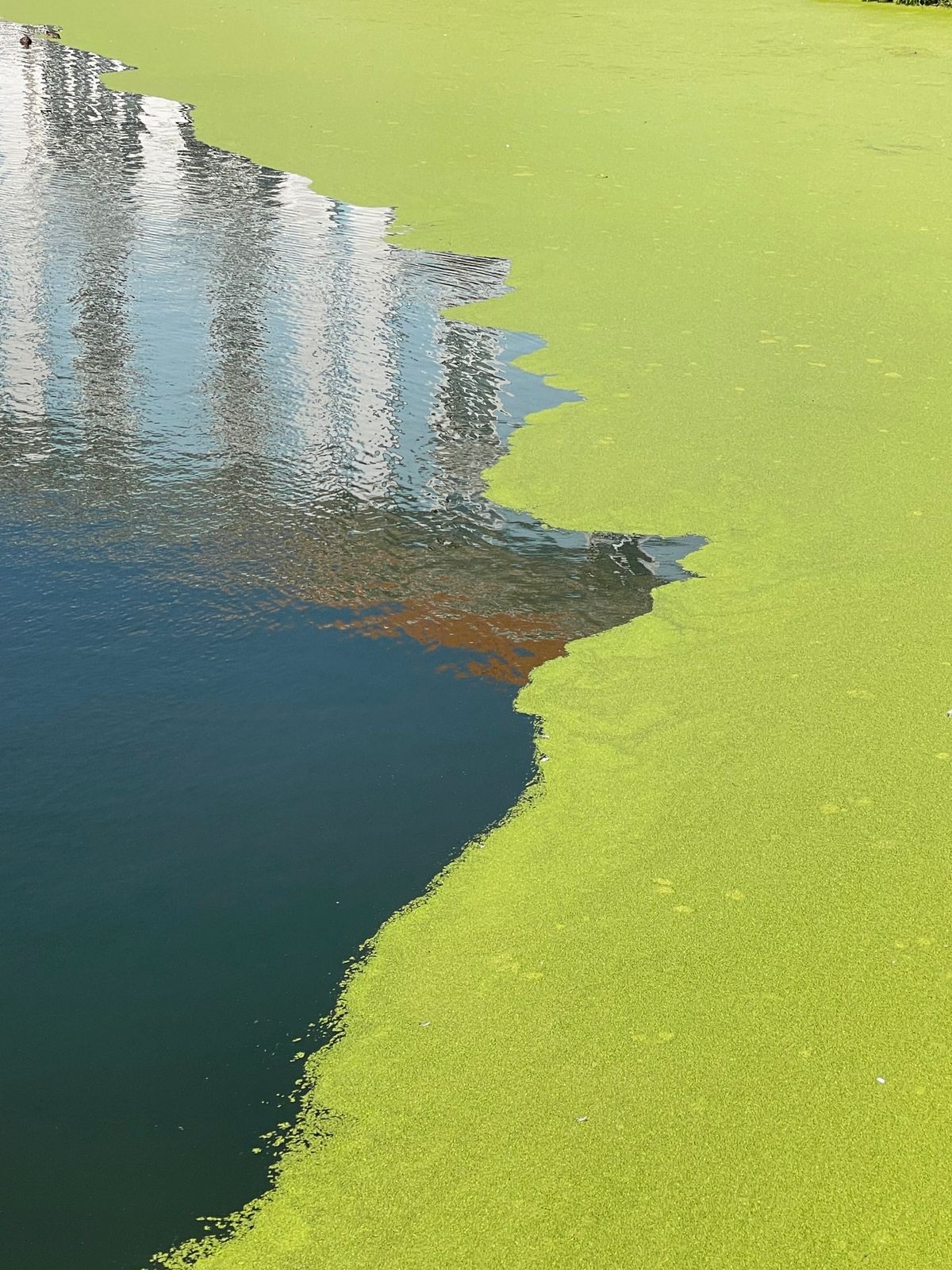 Water+Surface+With+Algae Photos, Download The BEST Free Water+Surface ...