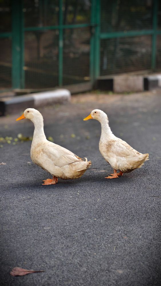 4.000+ Foto Dua Bebek Terbaik · Unduh Gratis 100% · Foto Stok Pexels