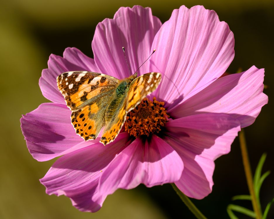Painted Lady Butterfly on a Pink Cosmos Flower · Free Stock Photo