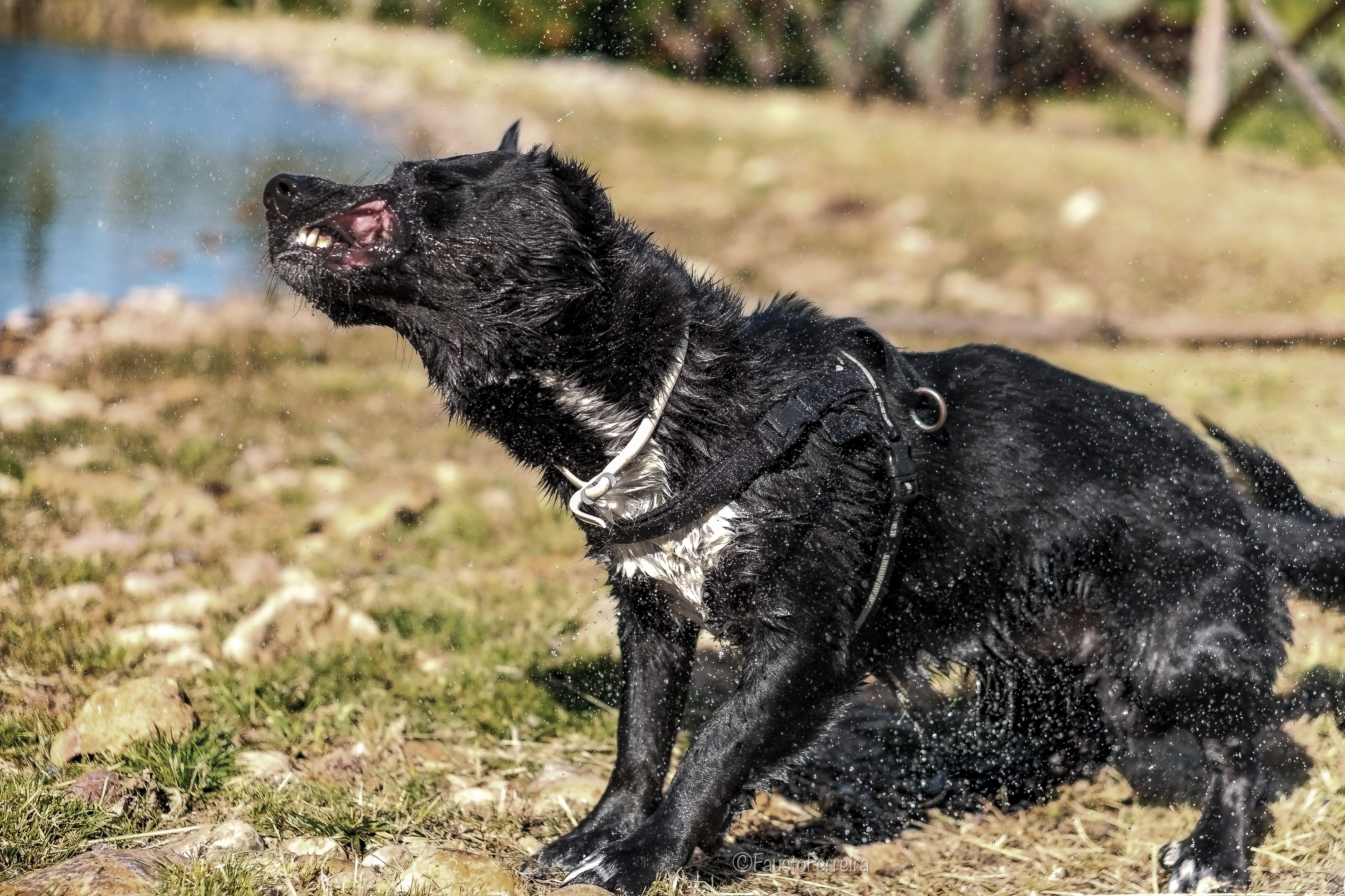 Shaking Dog Photos, Download The BEST Free Shaking Dog Stock Photos ...