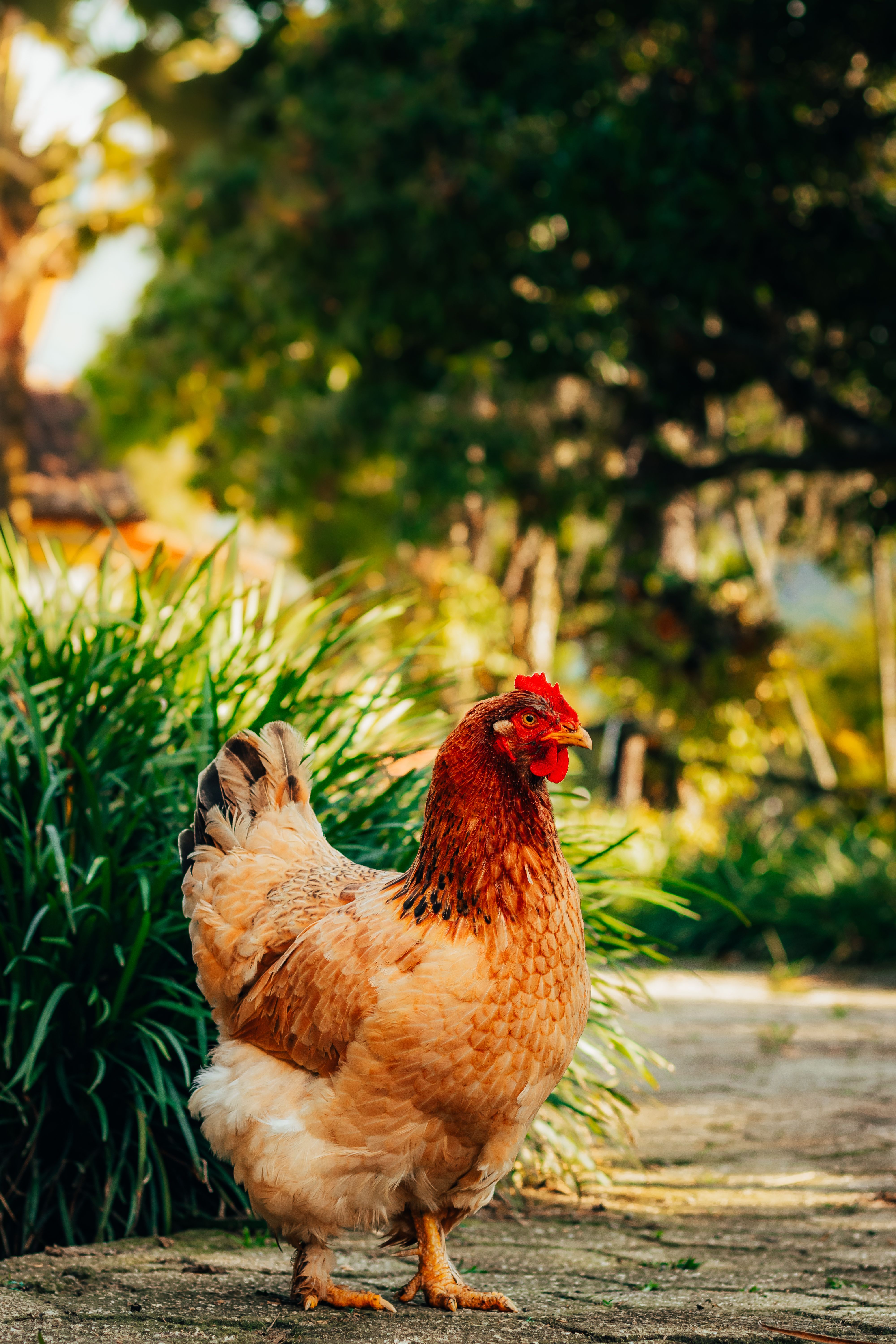 Walking White Hen on Grass · Free Stock Photo