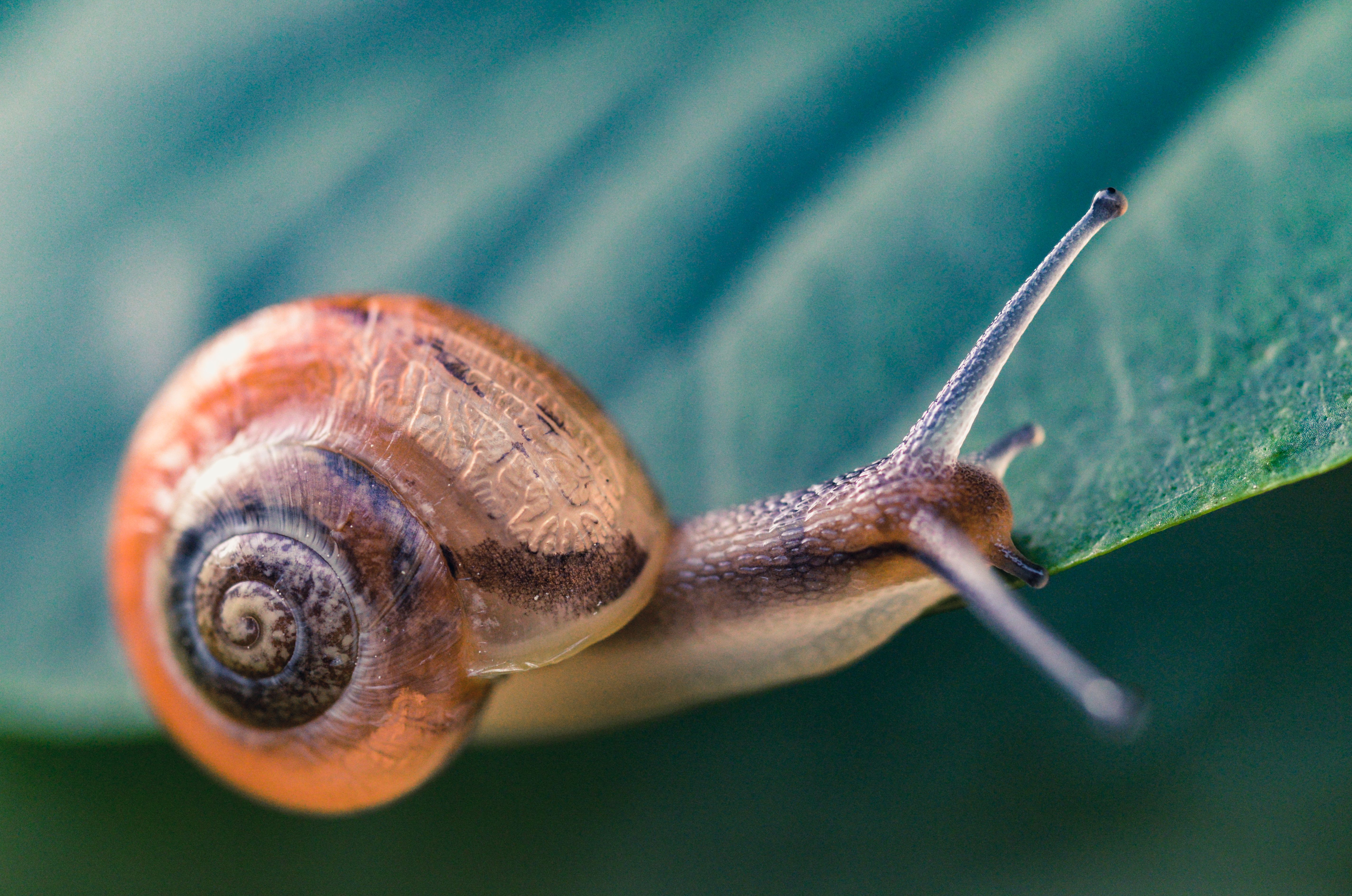 Gros Plan D'un Escargot De Jardin Sur Une Feuille Verte · Photo gratuite