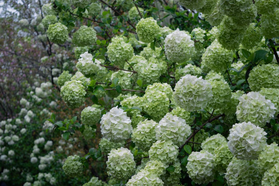 Lush Green Hydrangea Blooms in Spring · Free Stock Photo