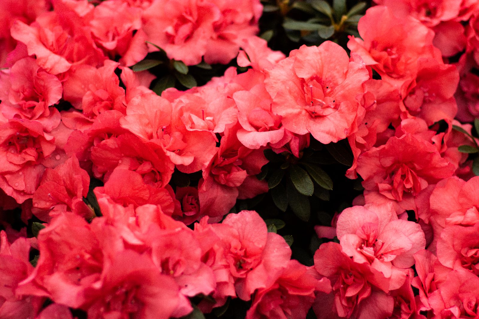 Azalea Background Photos, Download The BEST Free Azalea Background ...