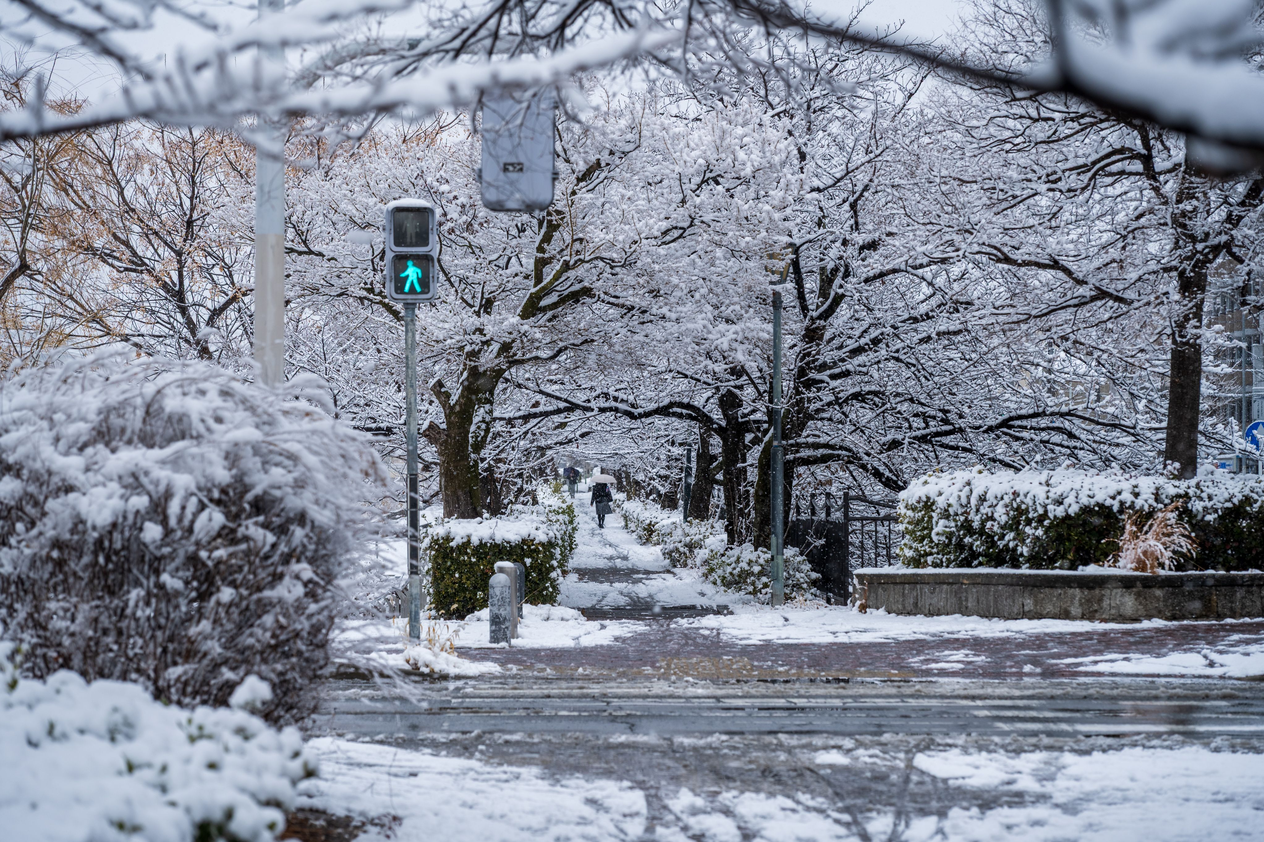 Winter Urban Street Scene with Snow-Covered Trees · Free Stock Photo