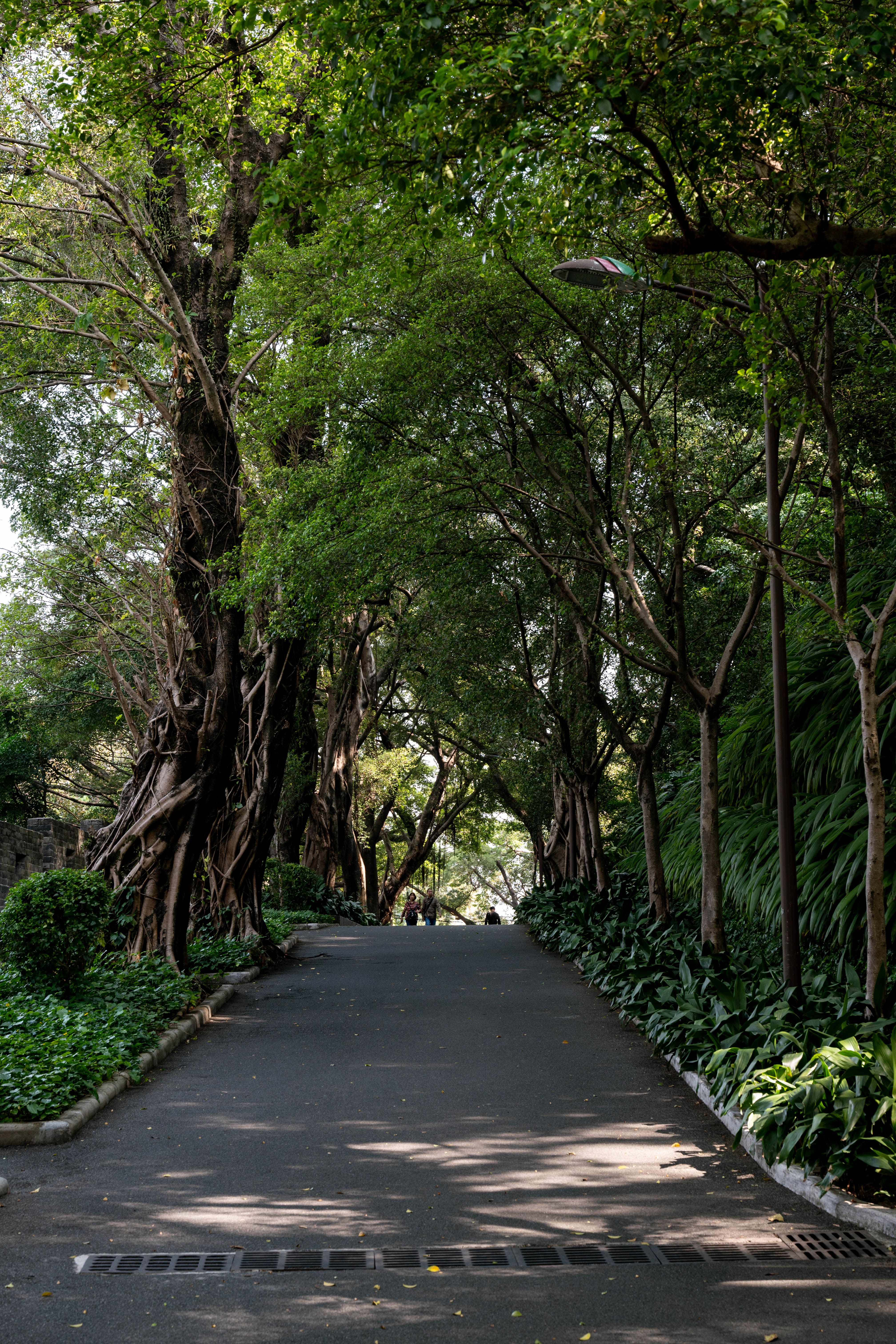 Scenic Tree-lined Pathway in Guangzhou, China · Free Stock Photo