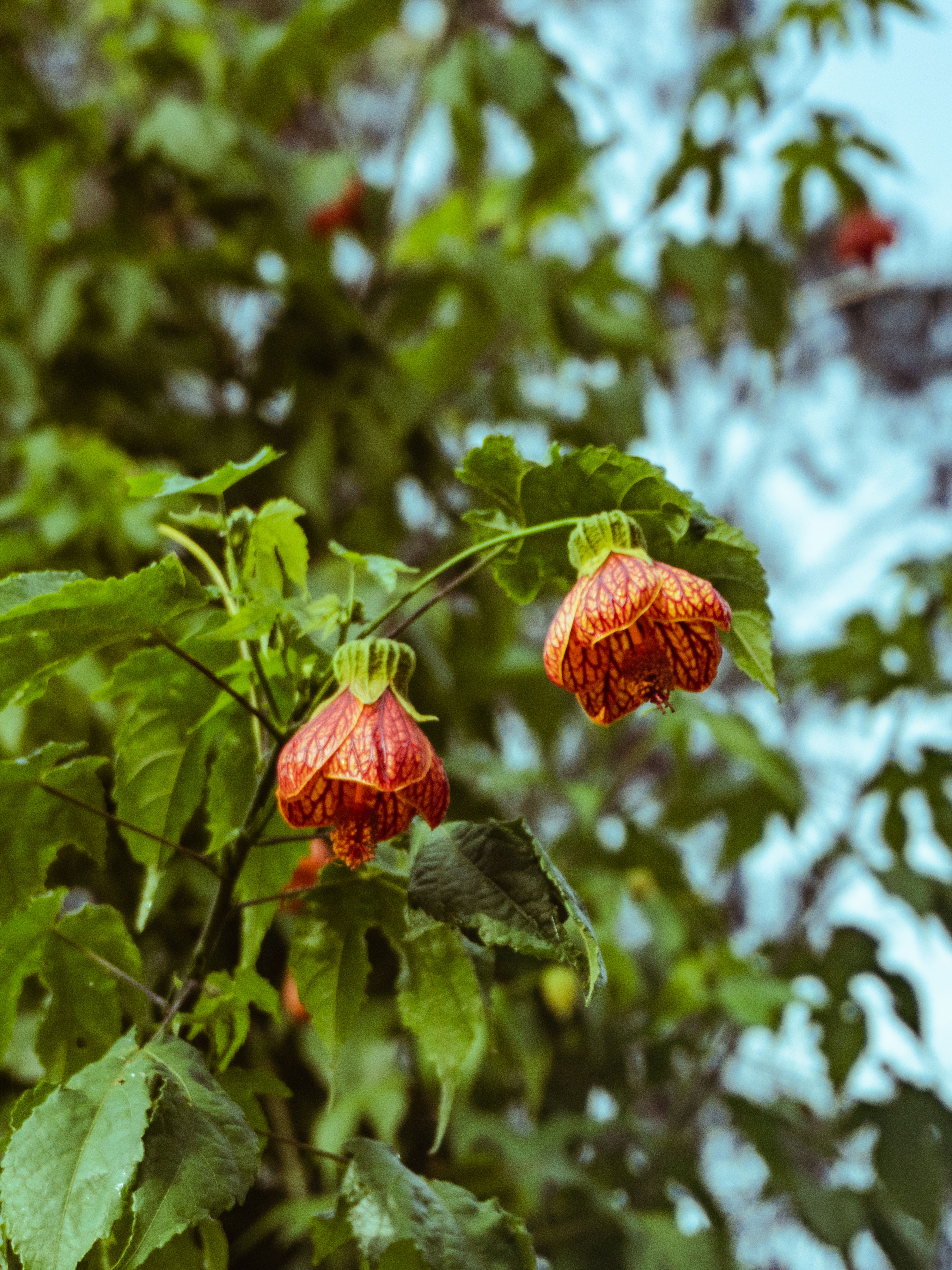 Foto de stock gratuita sobre abutilon, al aire libre, arbusto, arbusto ...
