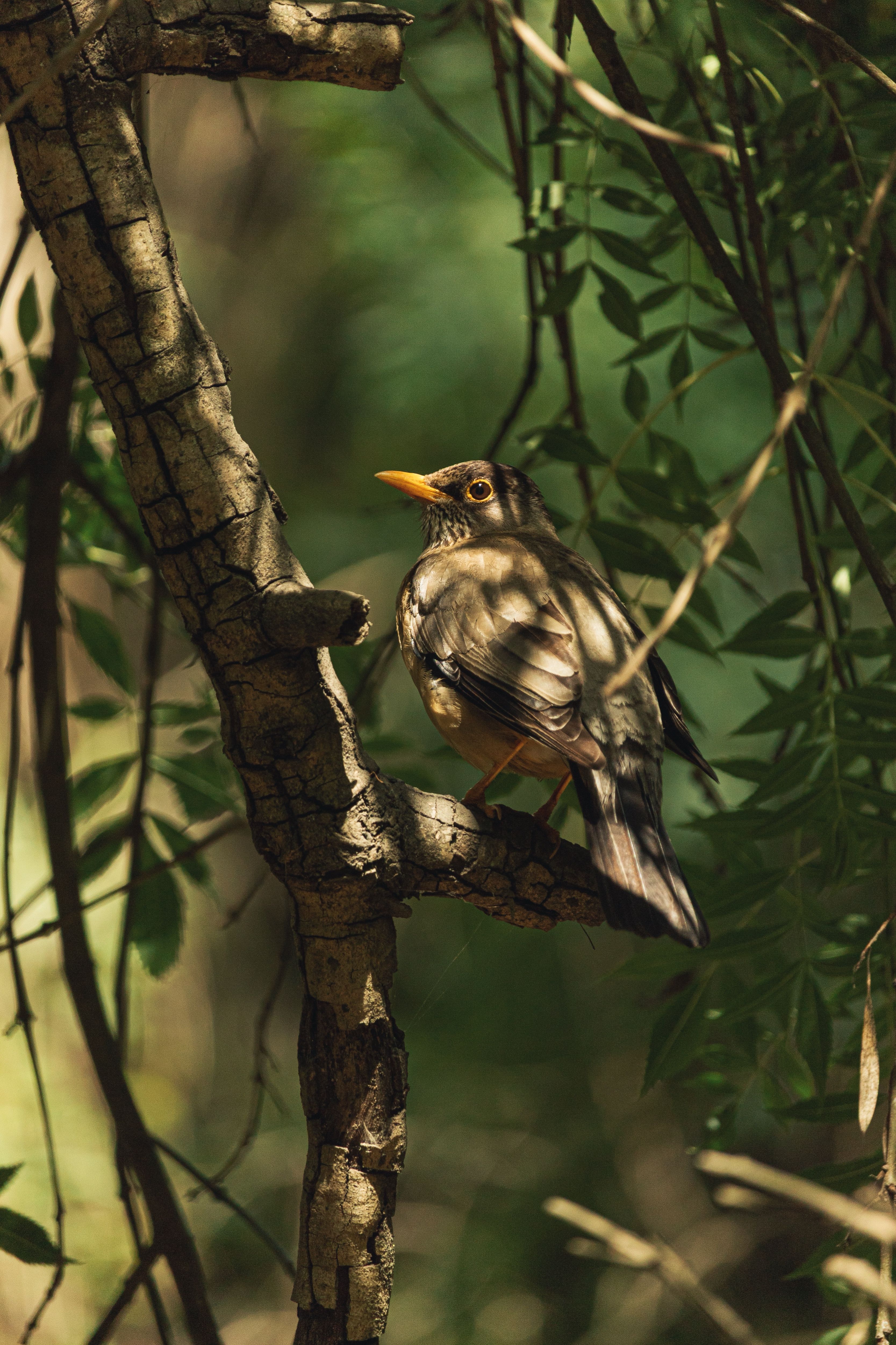 Shadow Bird Photos, Download The BEST Free Shadow Bird Stock Photos ...