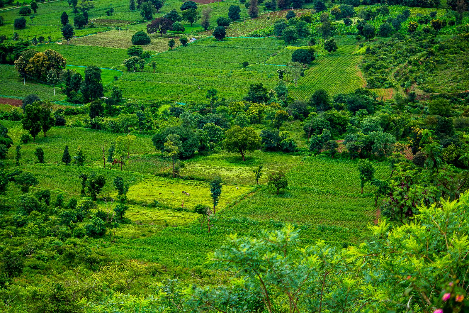 Green Scenery Photos, Download The BEST Free Green Scenery Stock Photos ...