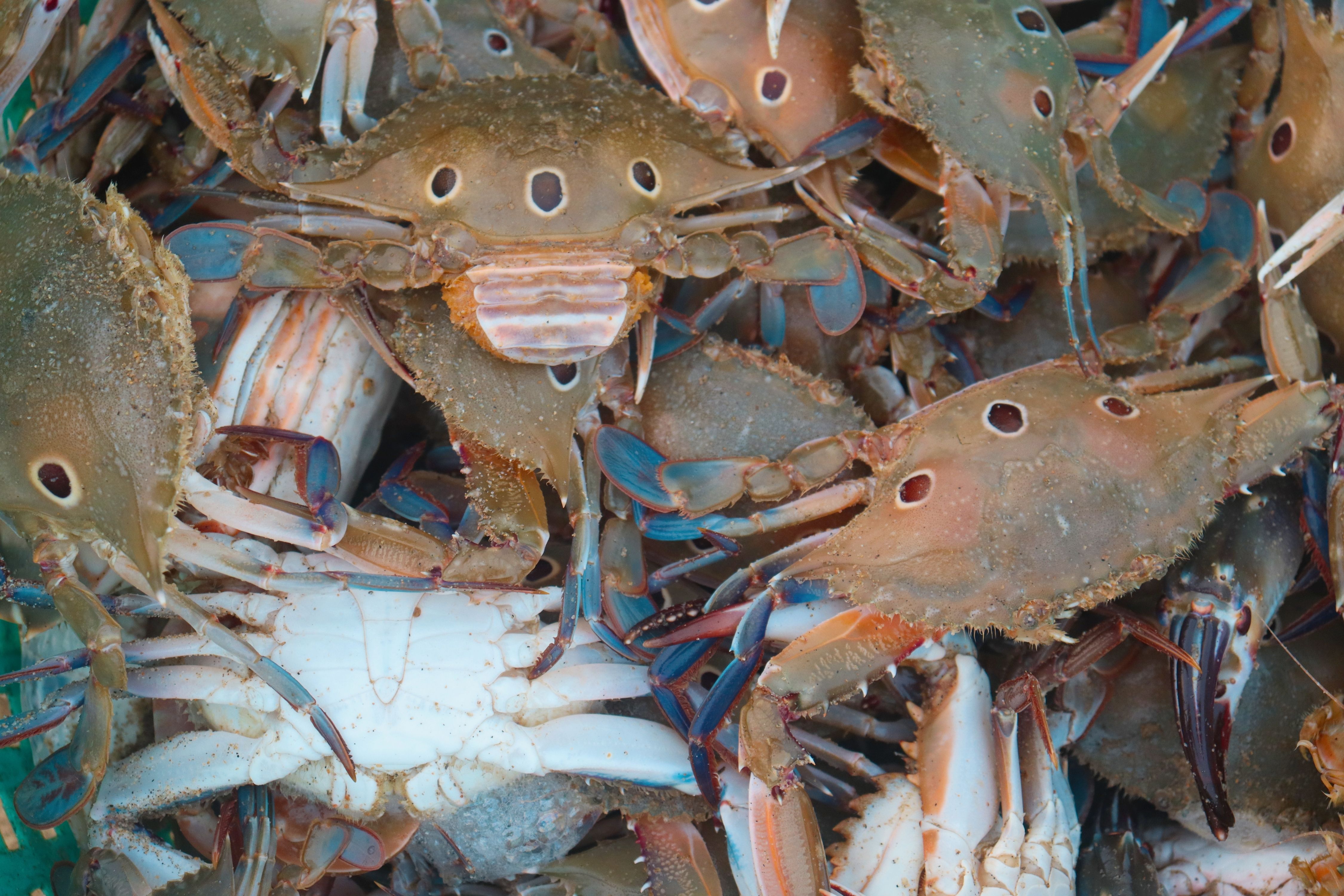 Close-up of Live Blue Crabs in Market · Free Stock Photo