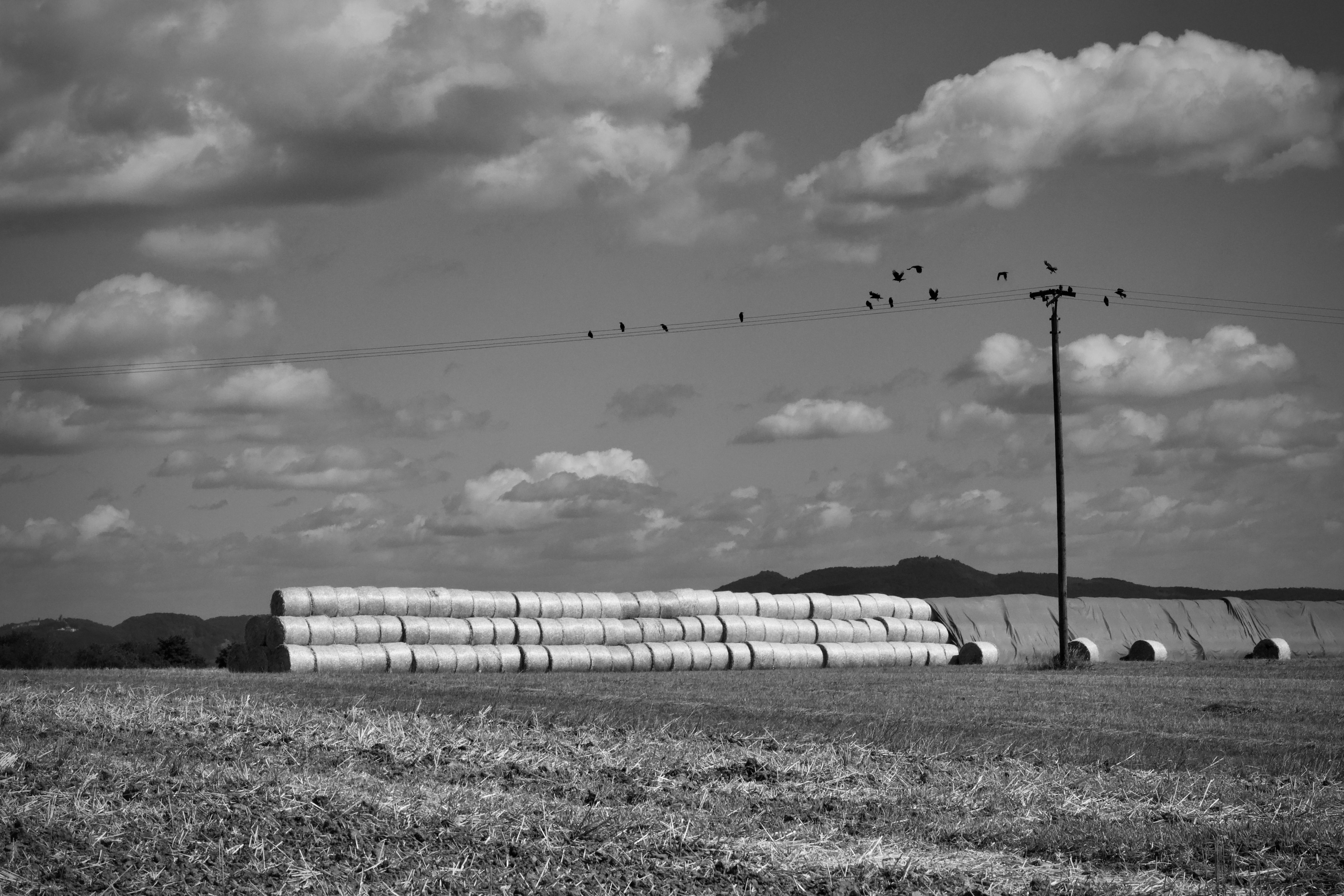 Scenic Farmland with Hay Bales and Birds · Free Stock Photo